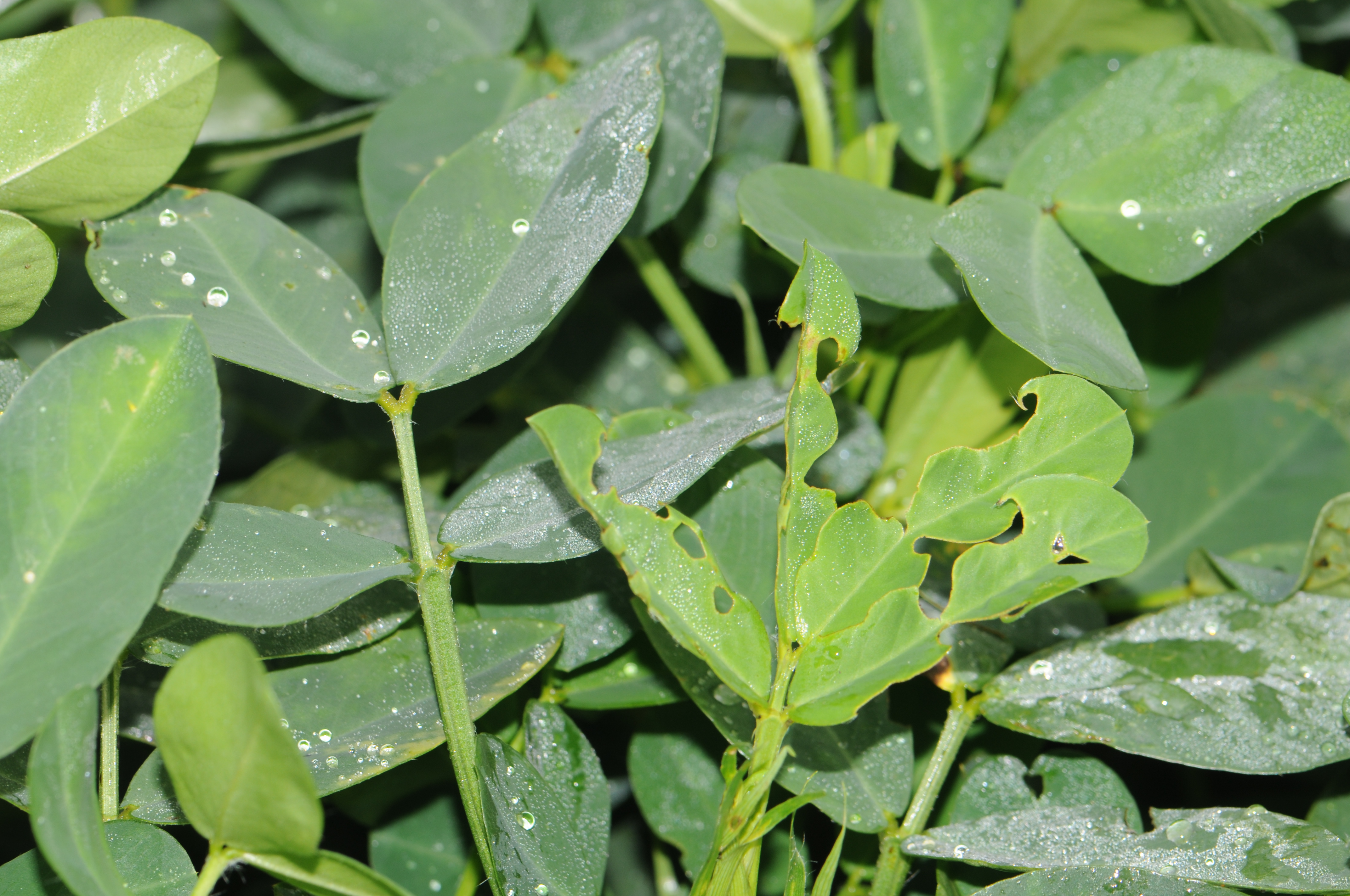 Worms in Peanuts | Mississippi Crop Situation
