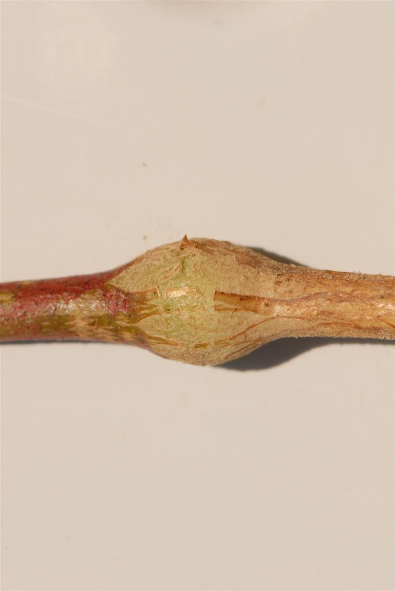 pendimethalin-injury7-by-d-dodds | Mississippi Crop Situation