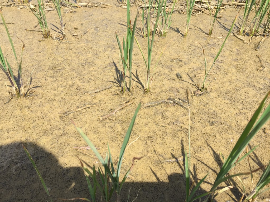 Mid-Season Rice Update | Mississippi Crop Situation