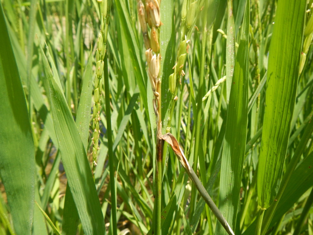 Scouting and Managing Rice Blast | Mississippi Crop Situation