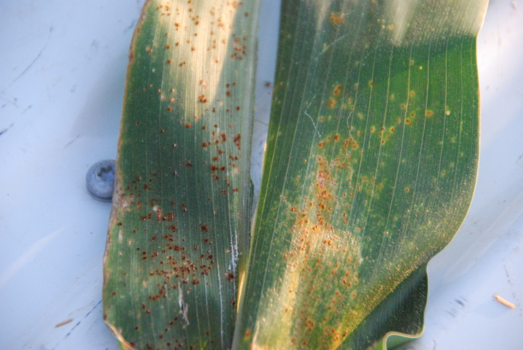 Corn Disease Update: July 4, 2015, Southern Rust Observed in Five ...