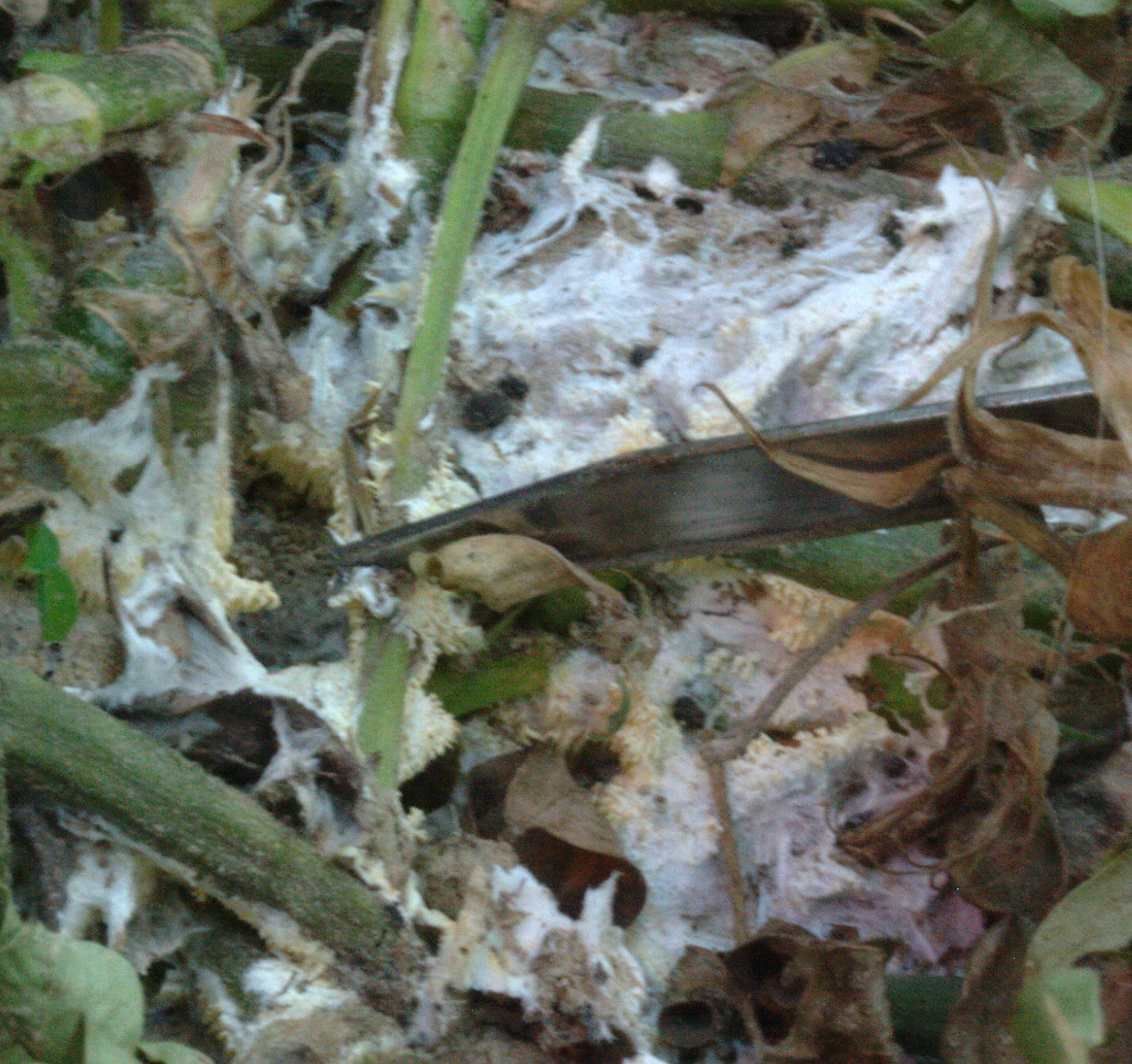 Southern Blight of Peanuts – It’s Arrived | Mississippi Crop Situation