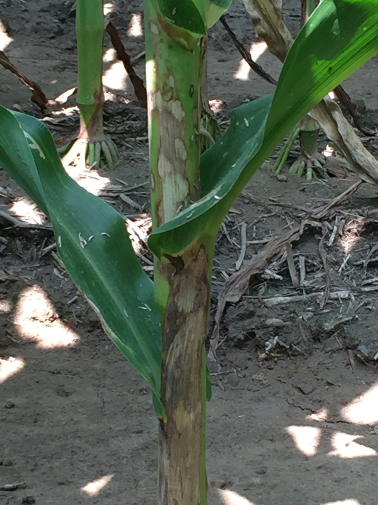 Corn Disease Update: July 4, 2015, Southern Rust Observed in Five ...