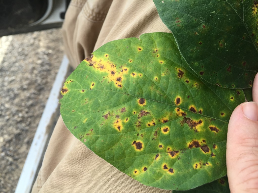 Soybean Disease Update: July 5, 2015 | Mississippi Crop Situation