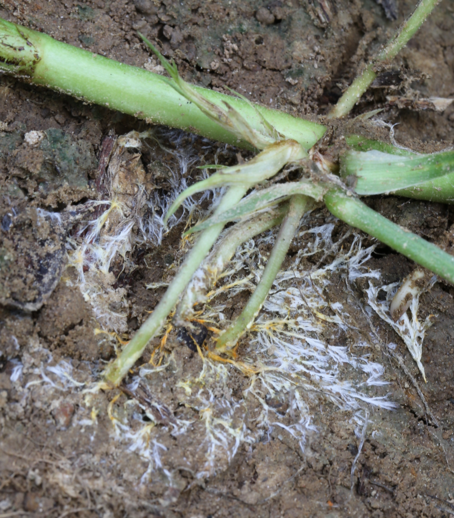 Southern Blight of Peanuts – It’s Arrived | Mississippi Crop Situation