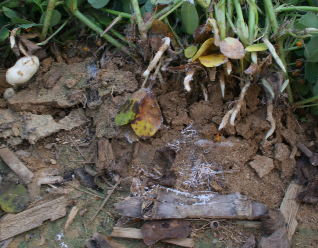 Southern Blight of Peanuts – It’s Arrived | Mississippi Crop Situation
