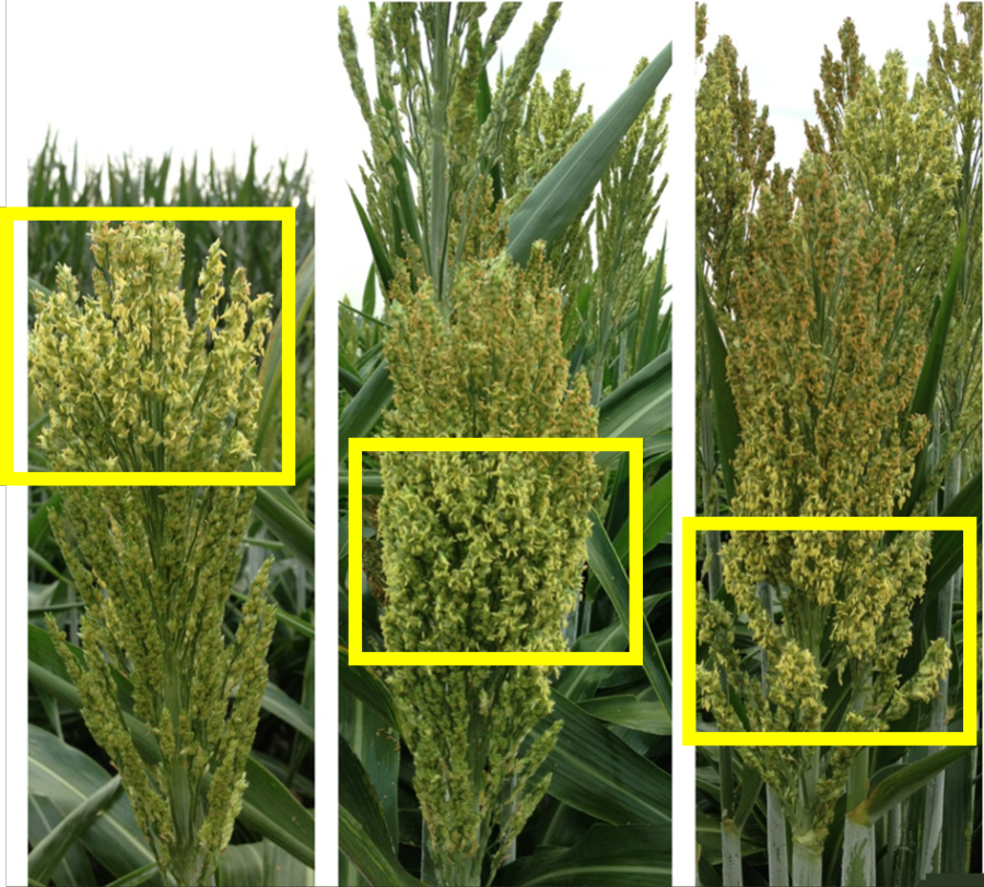 Sorghum Midge Scouting And Management Mississippi Crop Situation