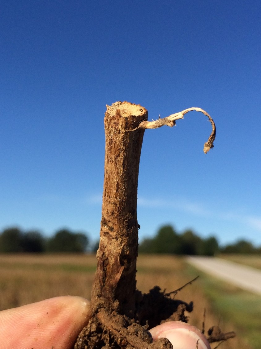 Dectes Stem Borer: Biology, Damage, and Management in Soybeans ...