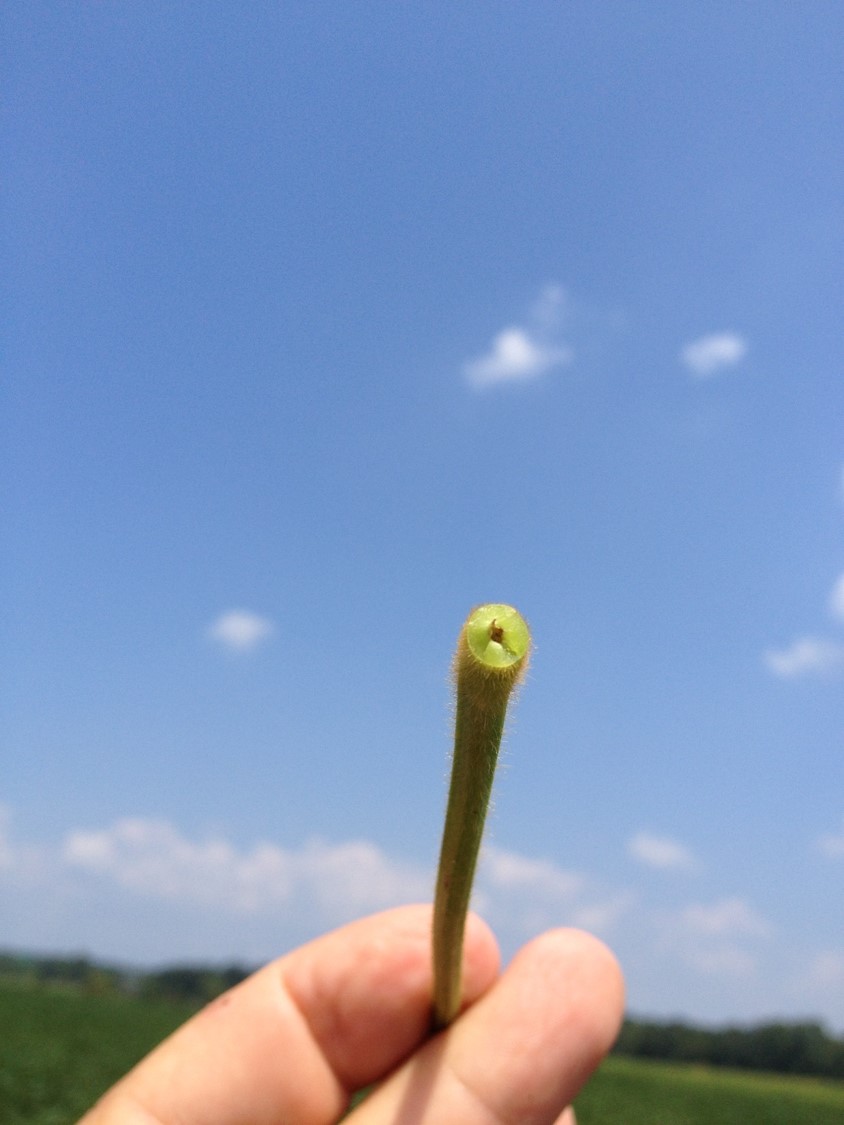 Dectes Stem Borer: Biology, Damage, and Management in Soybeans ...