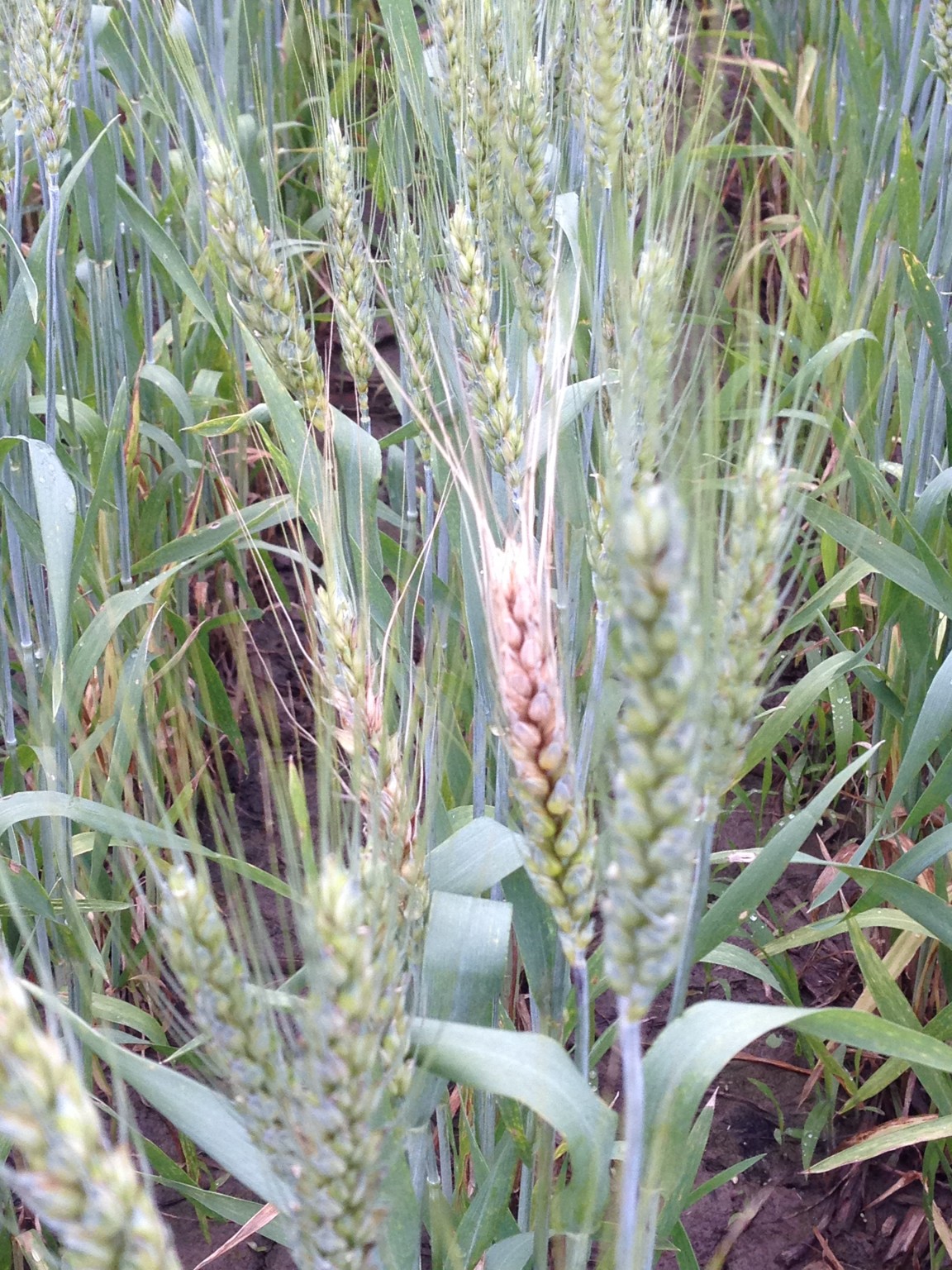 Wheat Disease Update: April 16, 2016 | Mississippi Crop Situation