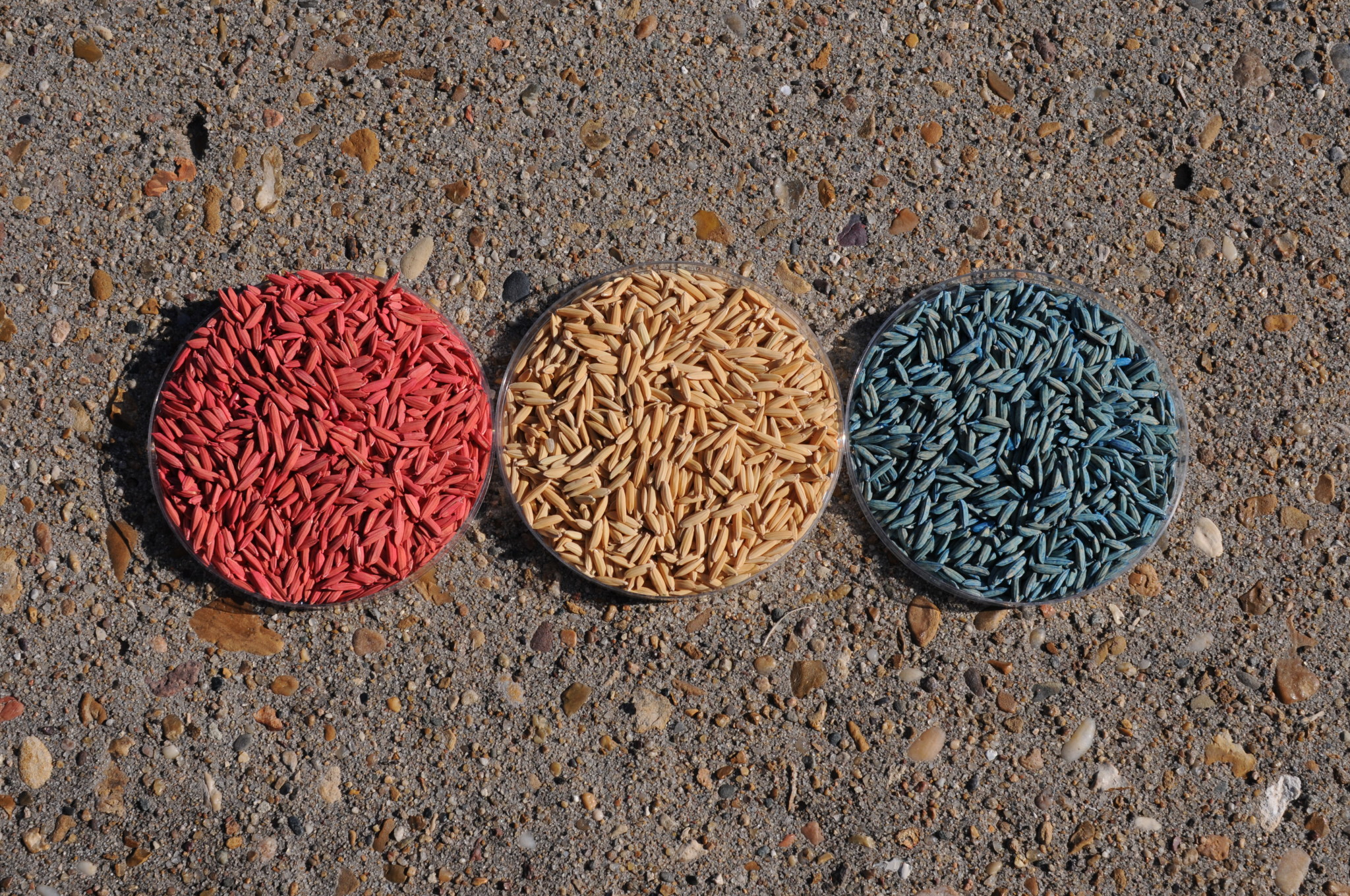 Rice Seed Treatments and Cool Wet Soil Conditions | Mississippi Crop ...