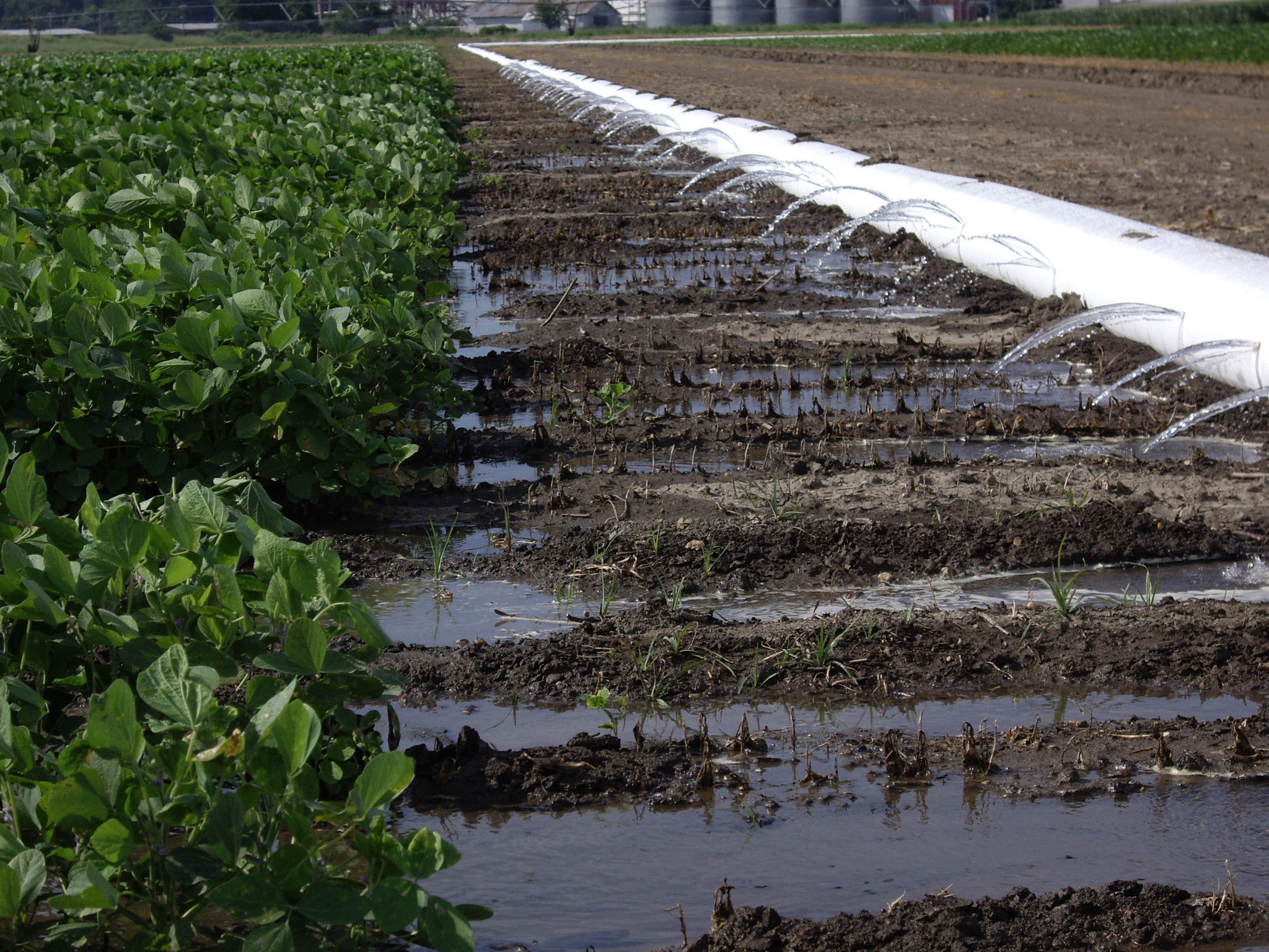 2016 Riser Program Irrigation Summary | Mississippi Crop Situation