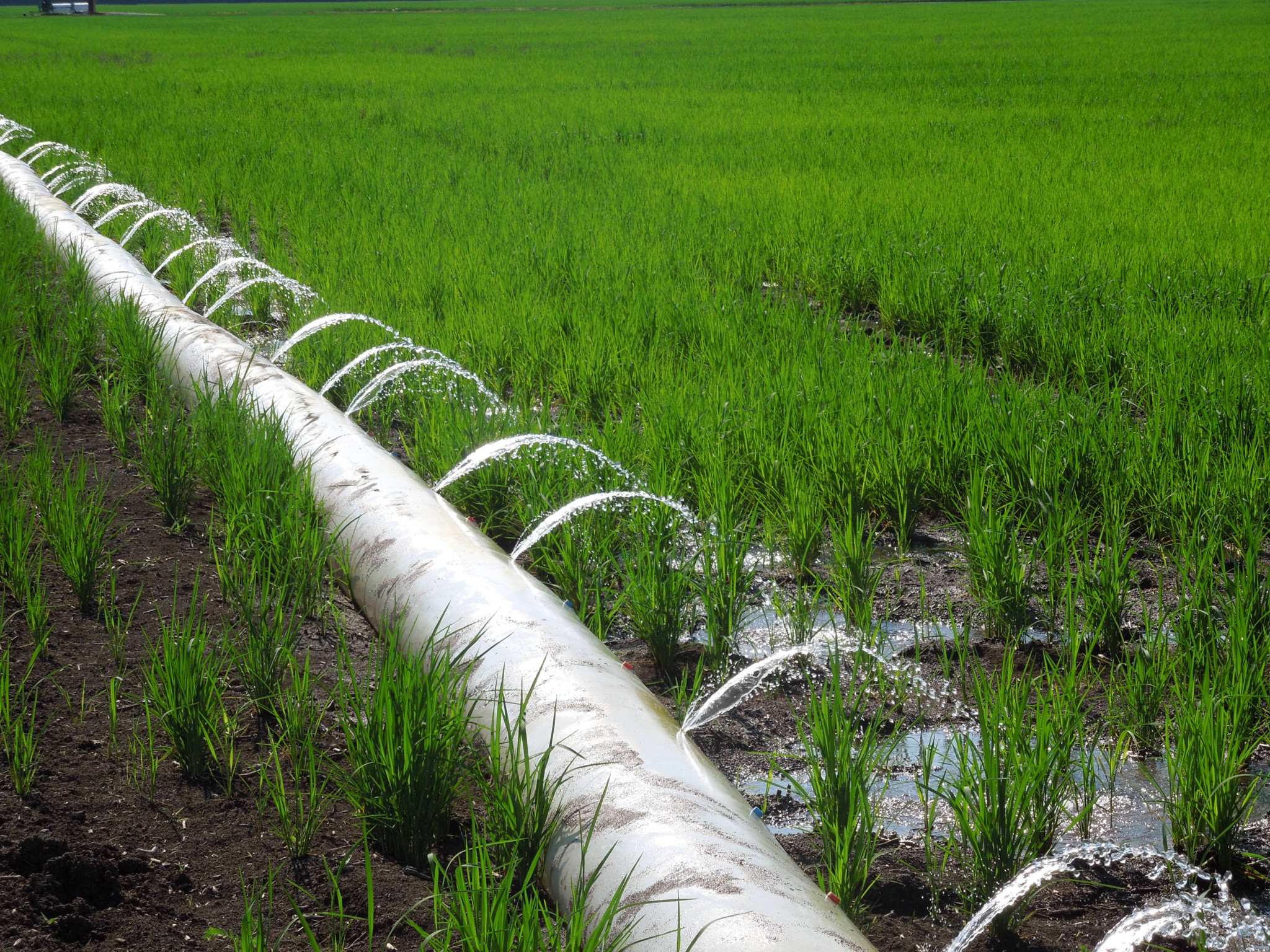 Is Row Rice in your Future? | Mississippi Crop Situation