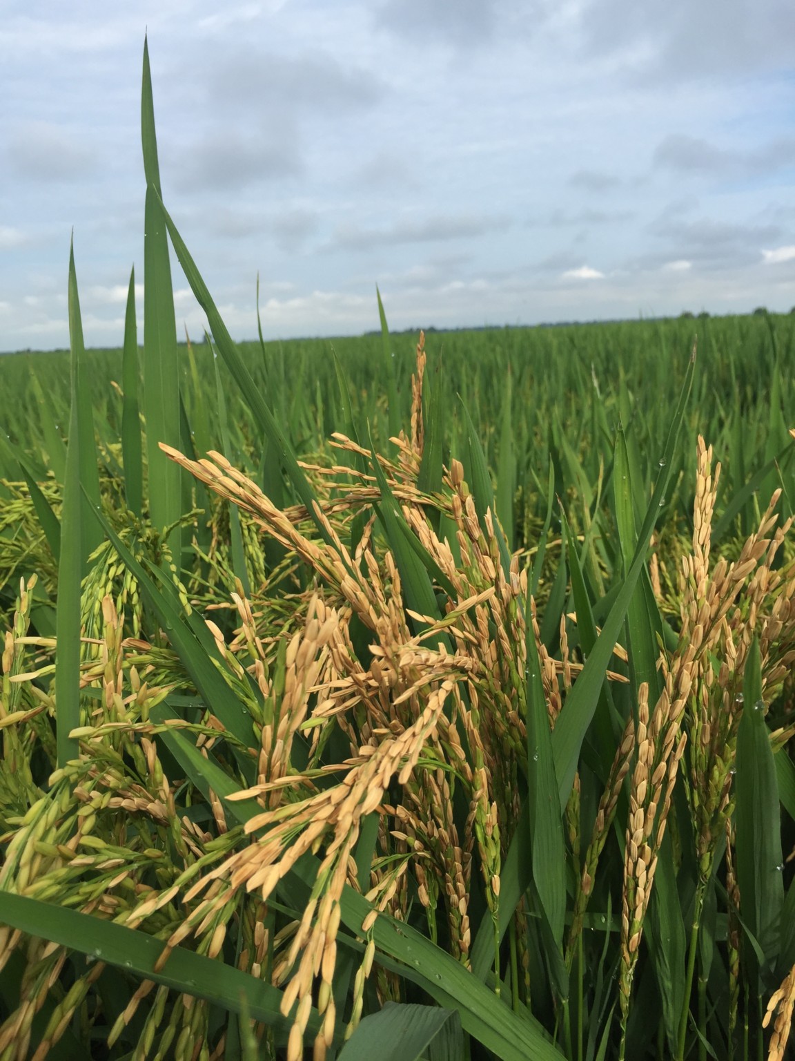 Bacterial Panicle Blight of Rice Observed in Multiple Delta Fields ...