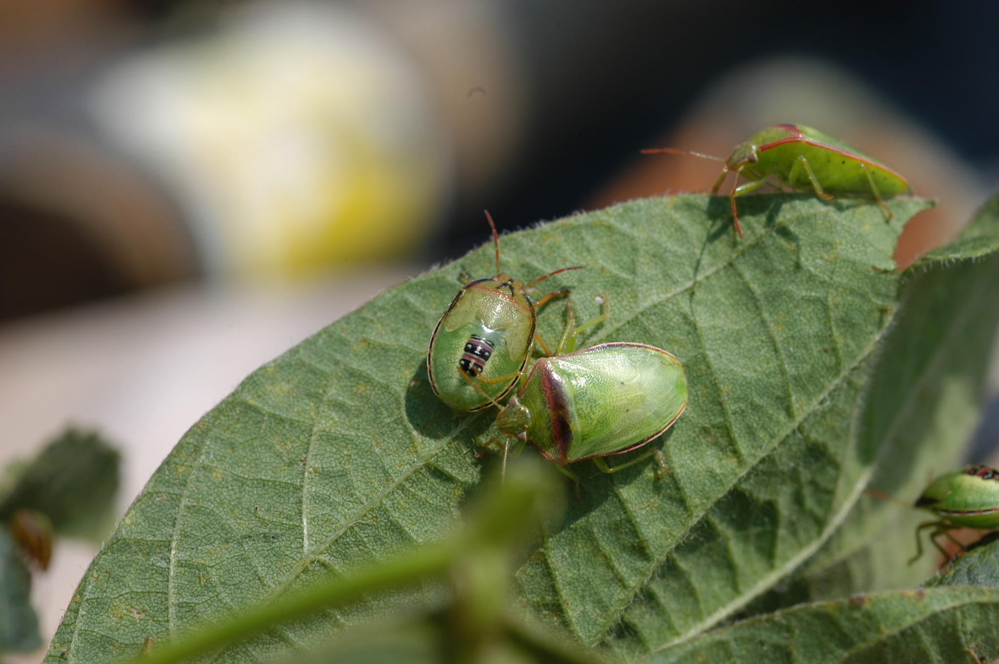 Redbanded Stink Bug Update 7/15/2017 | Mississippi Crop Situation