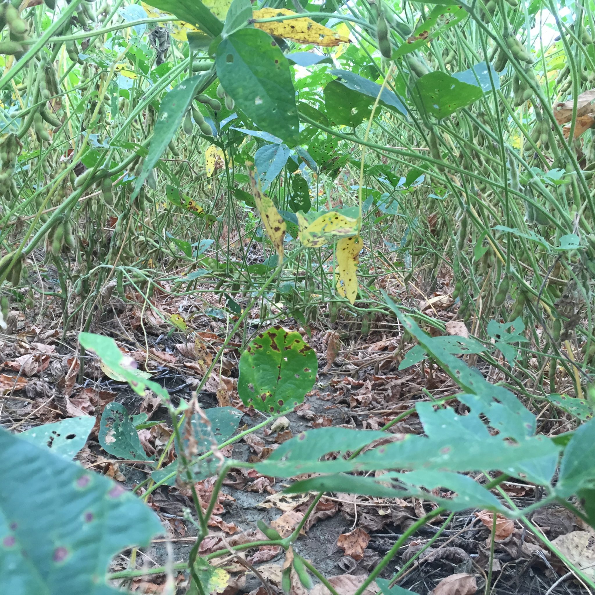 Managing Target Spot of Soybean: 2016 Fungicide Trial Efficacy Results ...