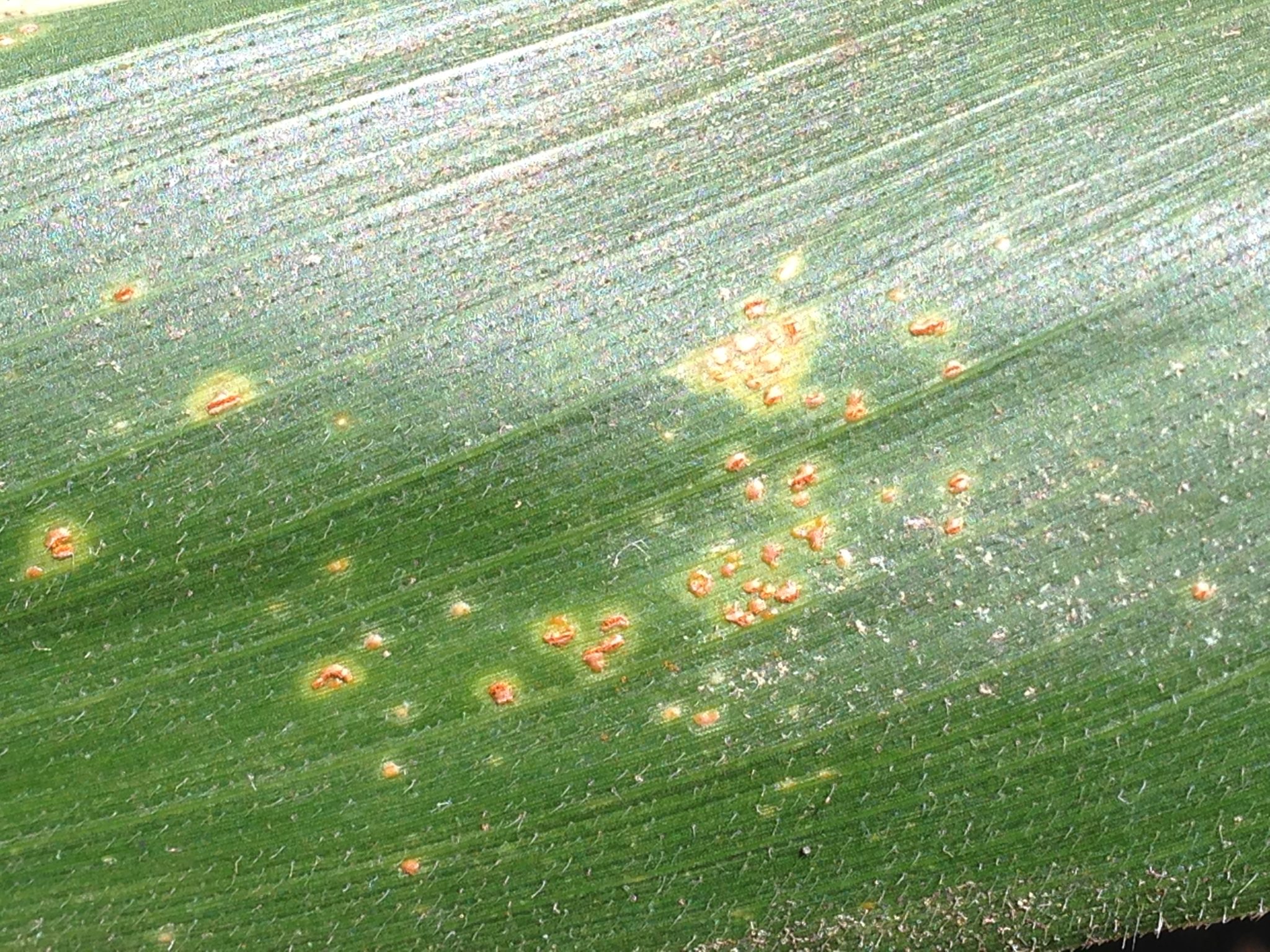 Keys to Field Identification of Common Versus Southern Rust in Field ...
