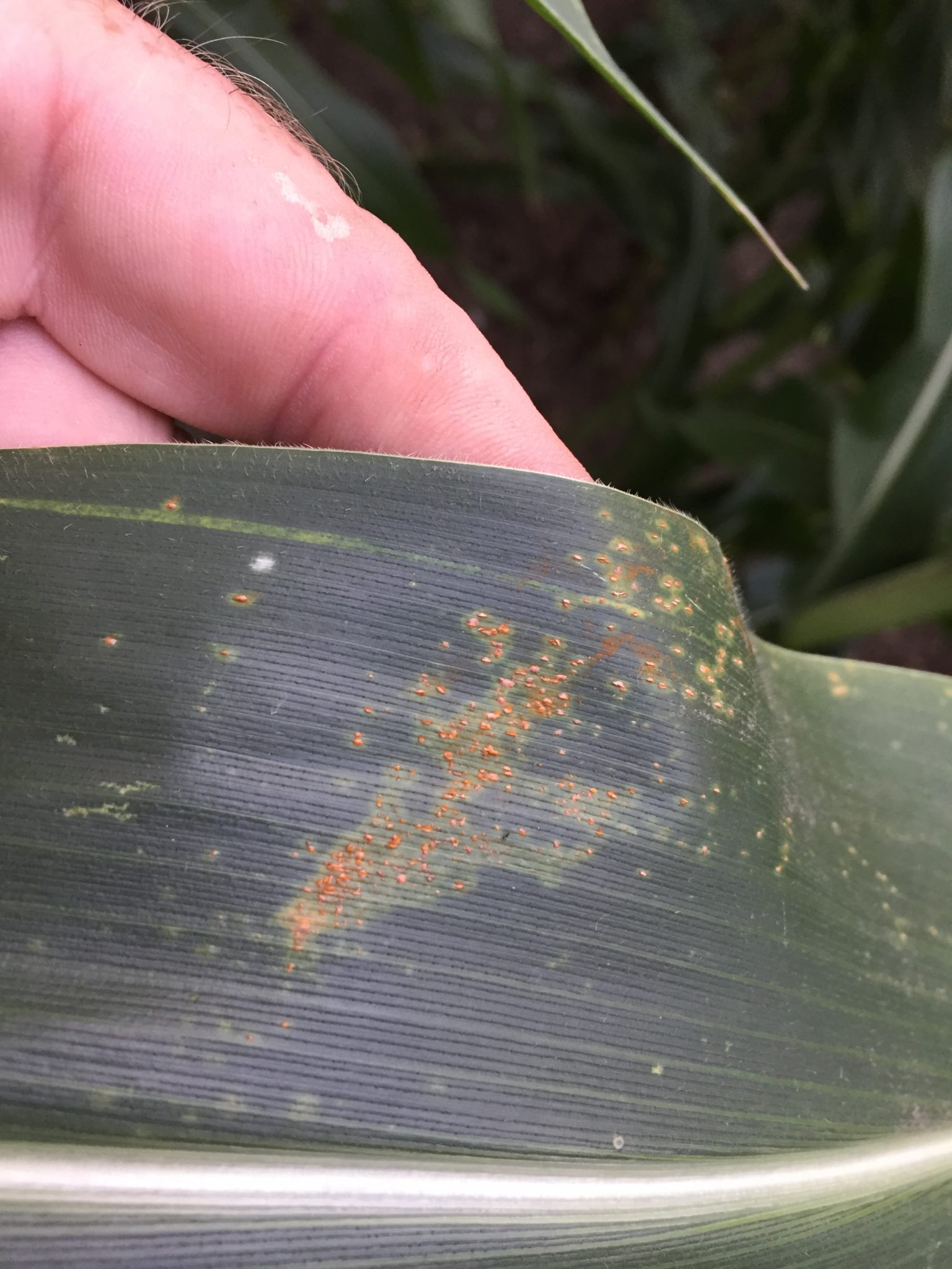 Corn Disease Update: June 24, 2017 | Mississippi Crop Situation