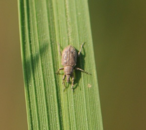 Considerations for Rice Water Weevil Management in 2017 | Mississippi ...