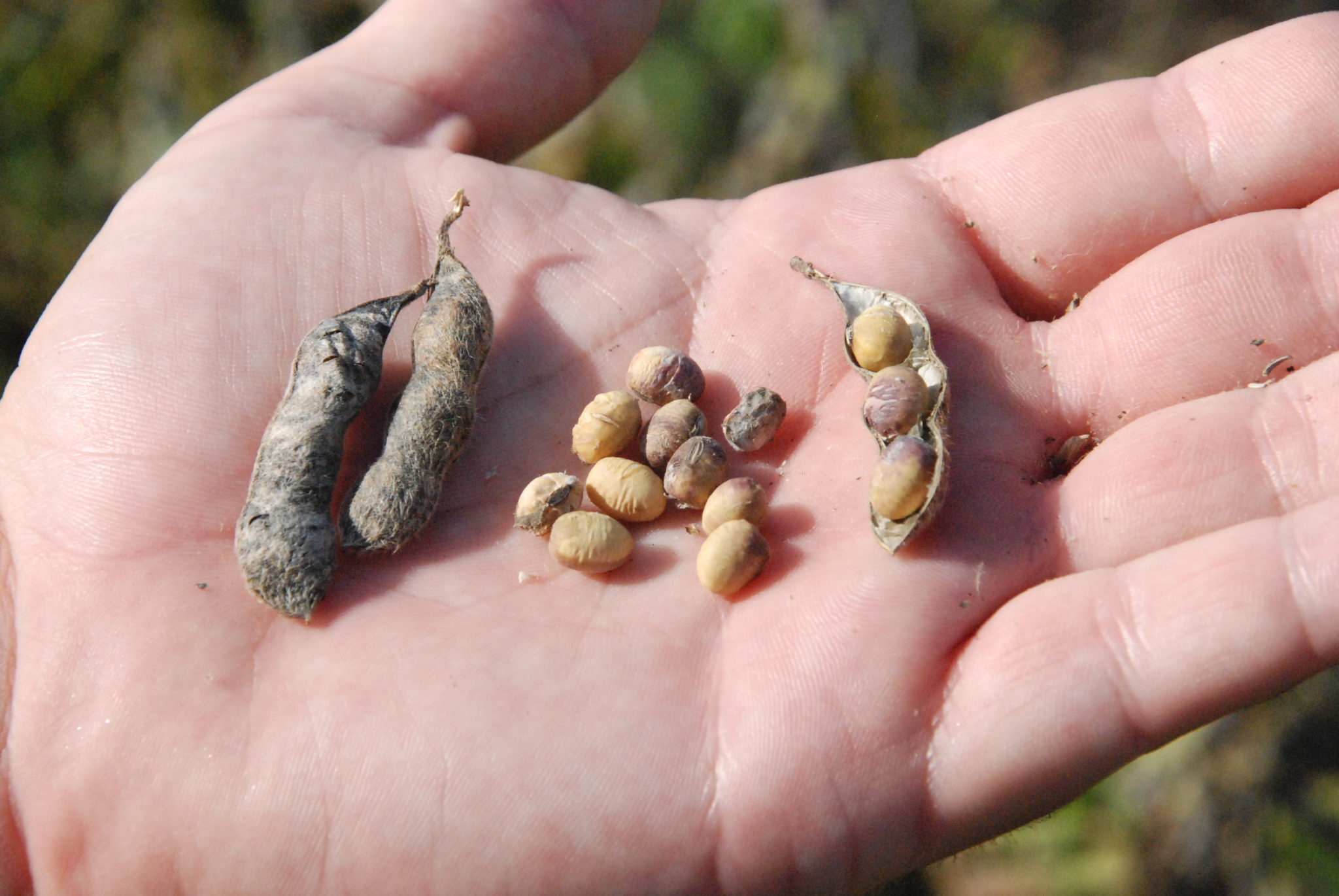 Protecting Soybean Seed Quality | Mississippi Crop Situation