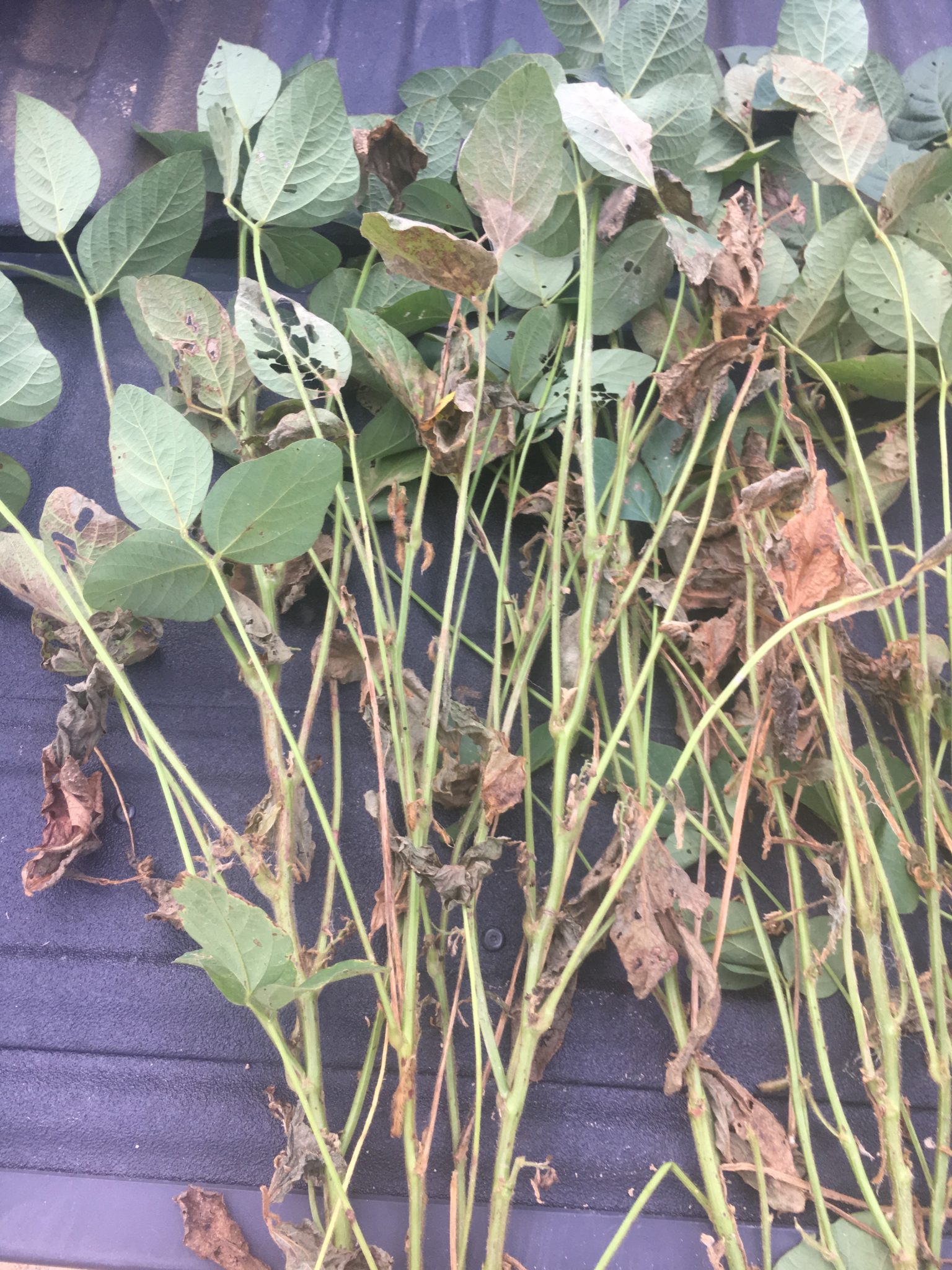 Foliar Soybean Disease Update: August 19, 2017 | Mississippi Crop Situation