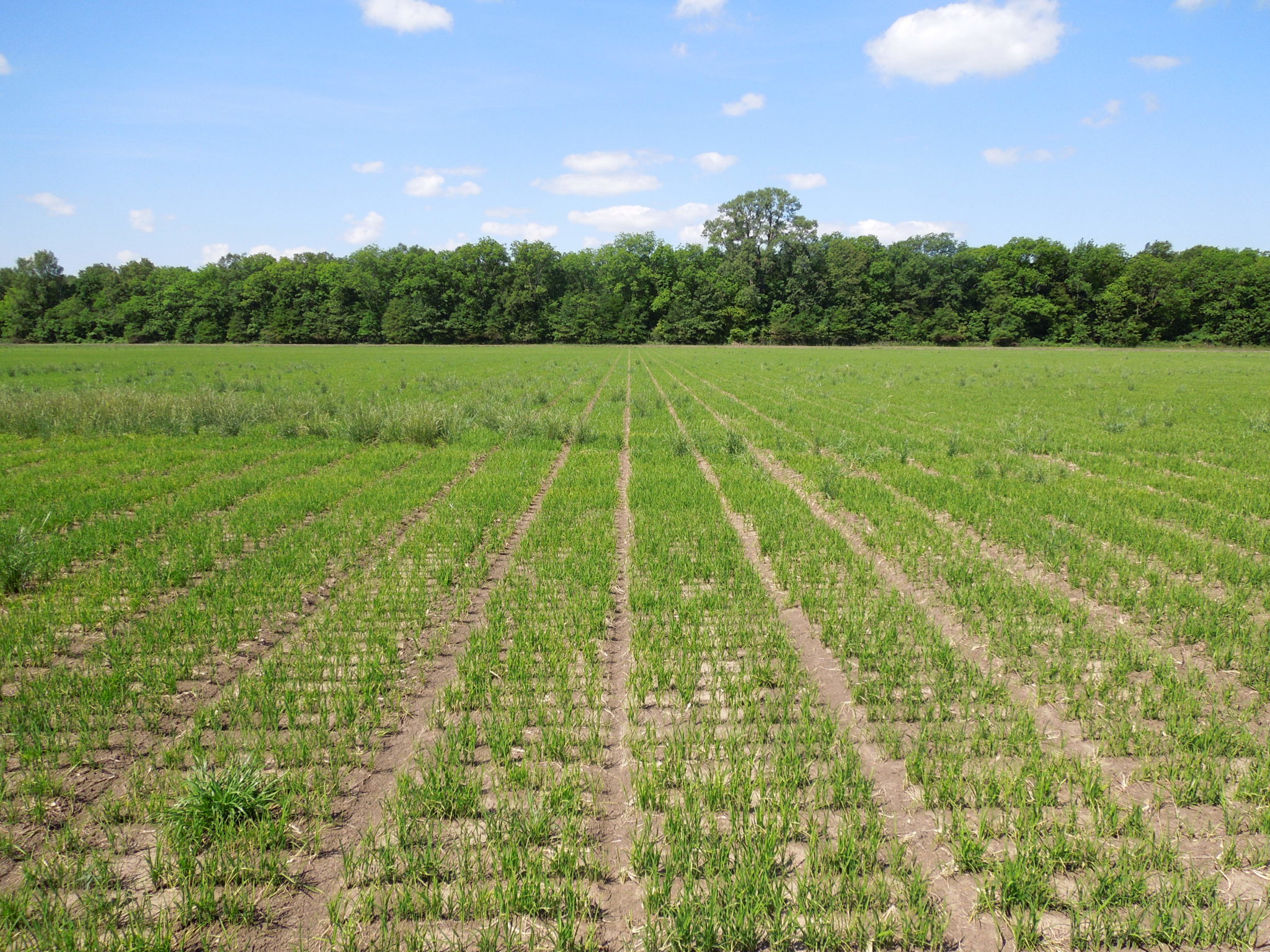 On Farm Furrow Irrigated Rice Results | Mississippi Crop Situation