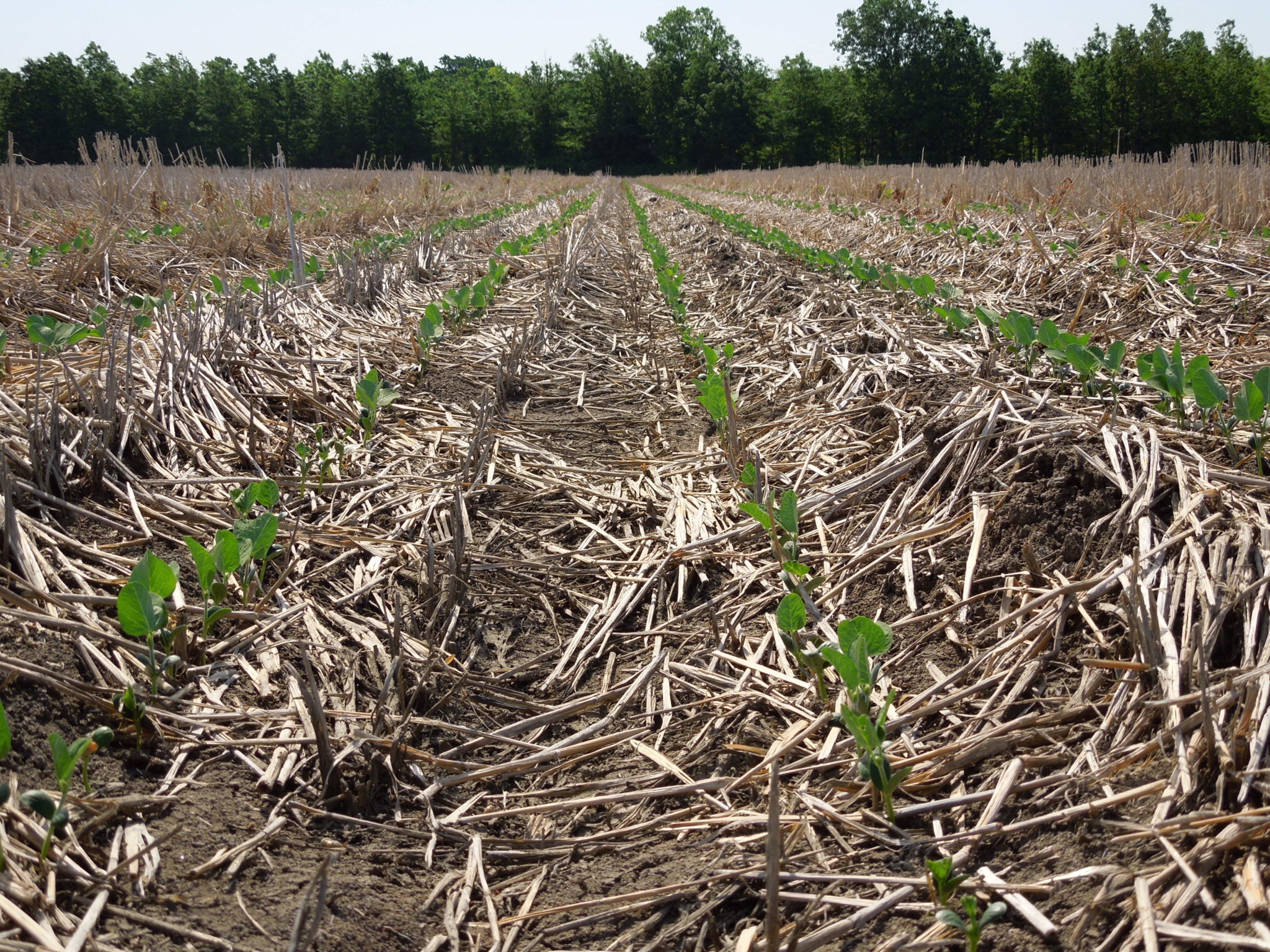 Row Rice fields ready to plant. | Mississippi Crop Situation