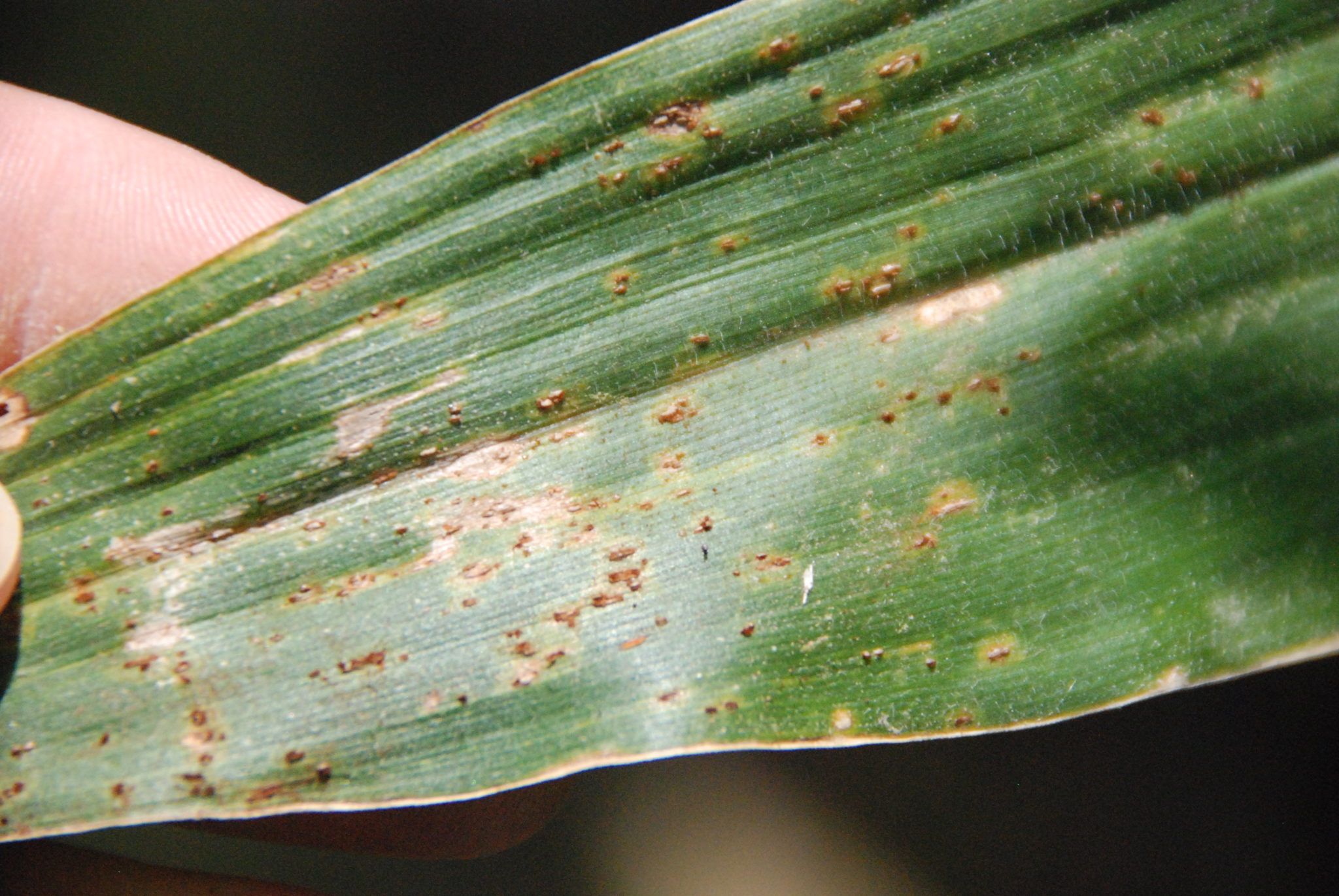 Corn Disease Update: June 26, 2018 | Mississippi Crop Situation