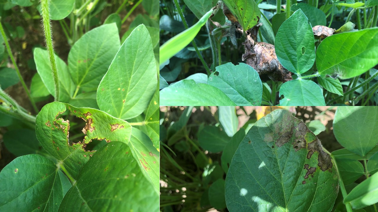 Soybean Disease Update July 20, 2018 | Mississippi Crop Situation