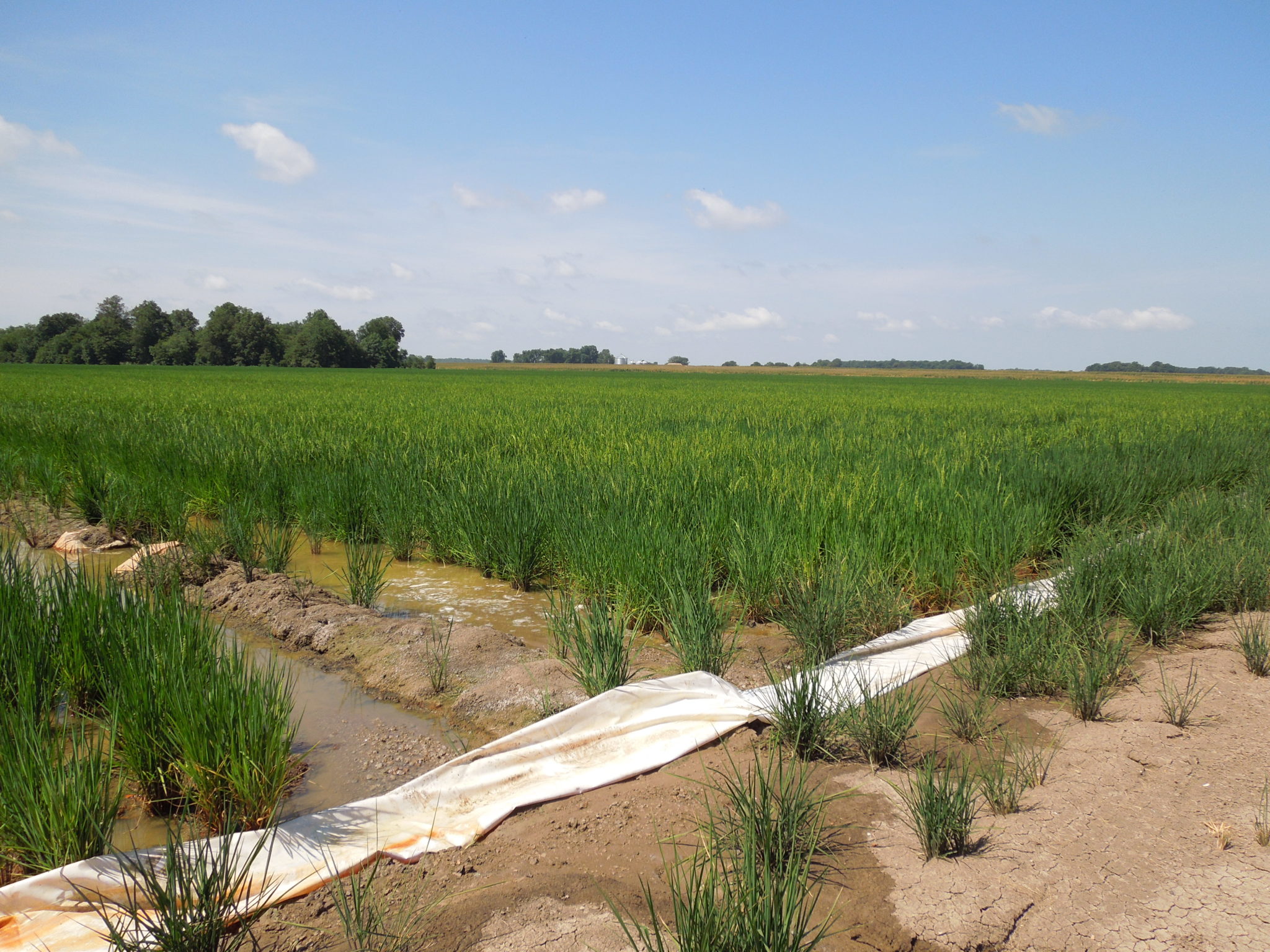 2018 Row Rice Trials Update | Mississippi Crop Situation