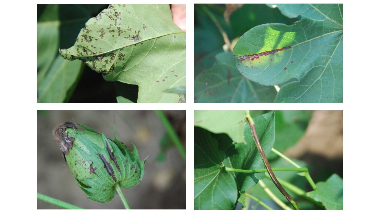 Field Identification of Foliar Cotton Diseases Can Oftentimes be Based ...