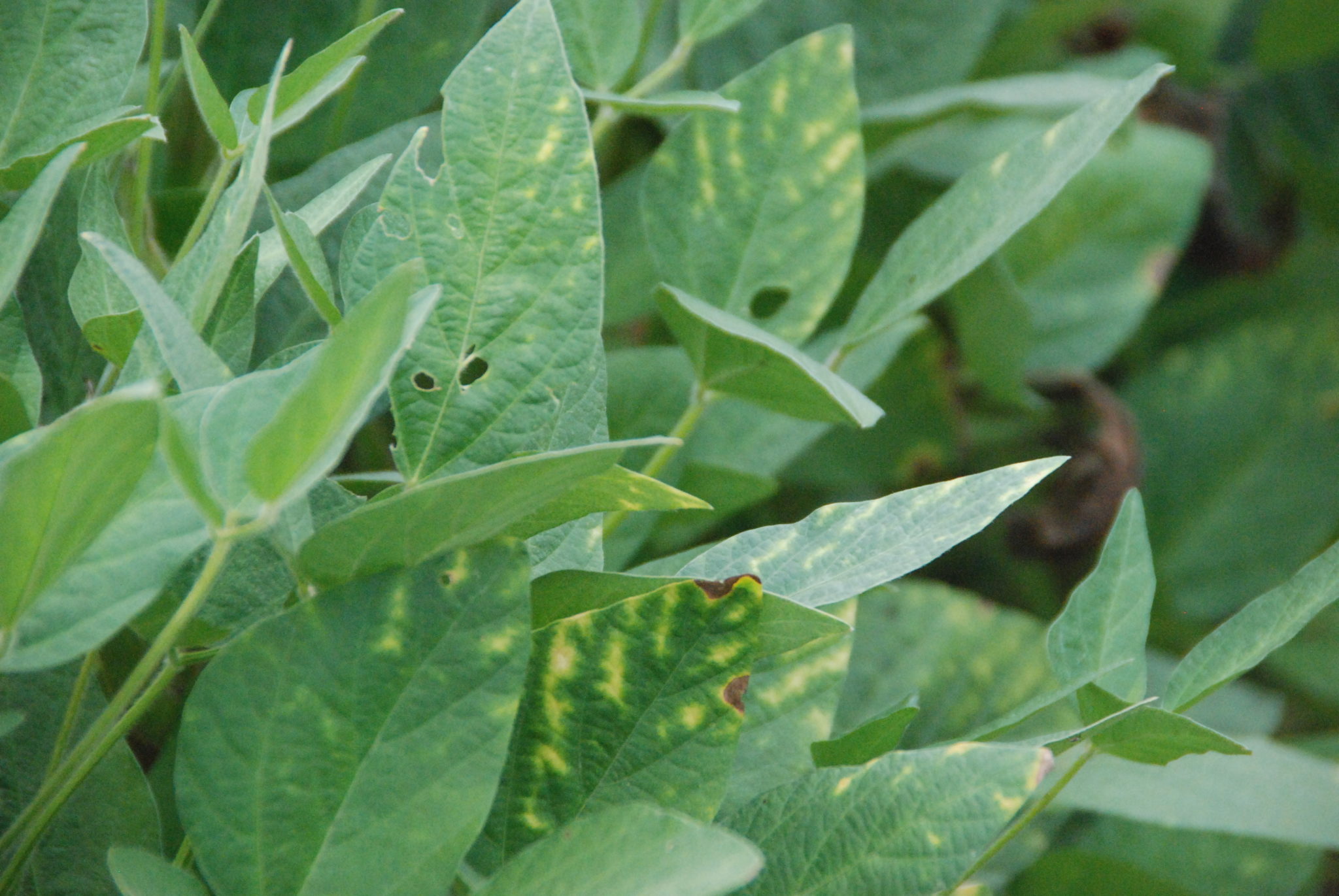 Sudden Death Syndrome Look Alike Part II: Southern Blight of Soybean ...