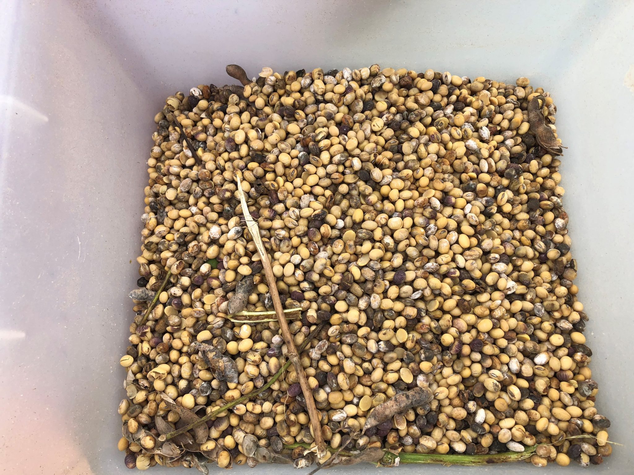 Response of Soybean Varieties to Advanced Weathering | Mississippi Crop ...