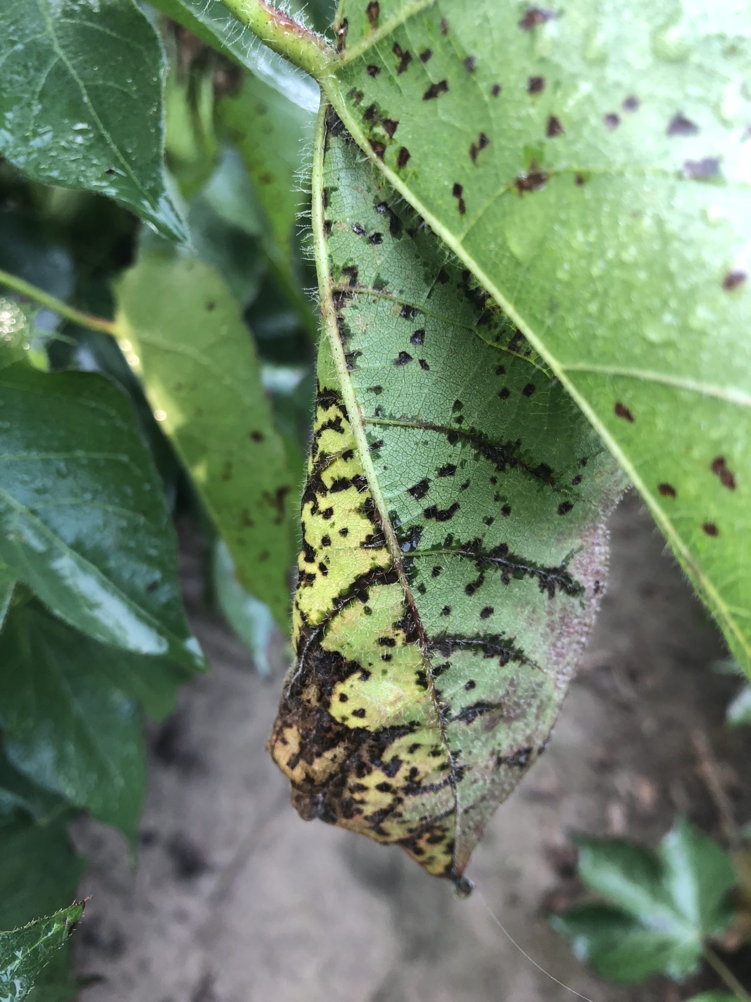 Response of Cotton Varieties to Inoculation with Xanthomonas citri pv ...