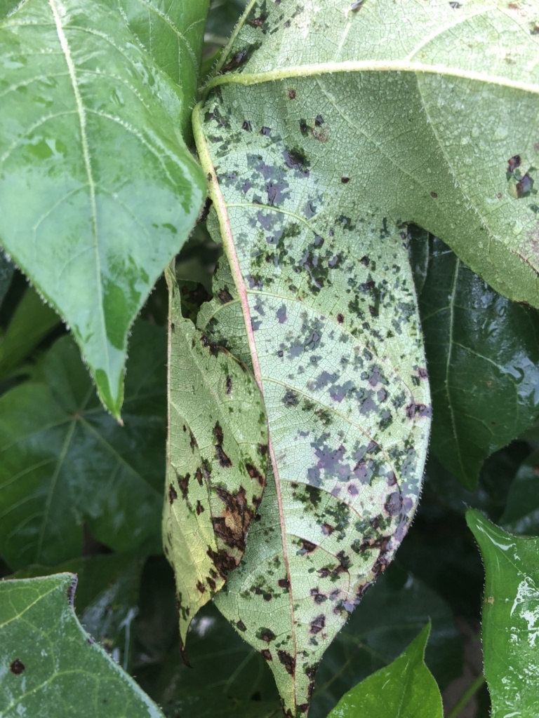 Response of Cotton Varieties to Inoculation with Xanthomonas citri pv ...