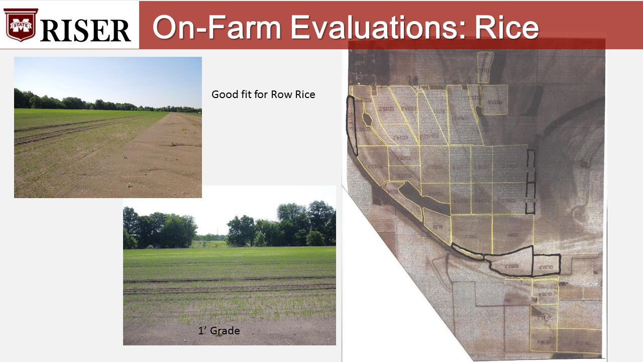 The Versatility of Furrow Irrigated Rice | Mississippi Crop Situation