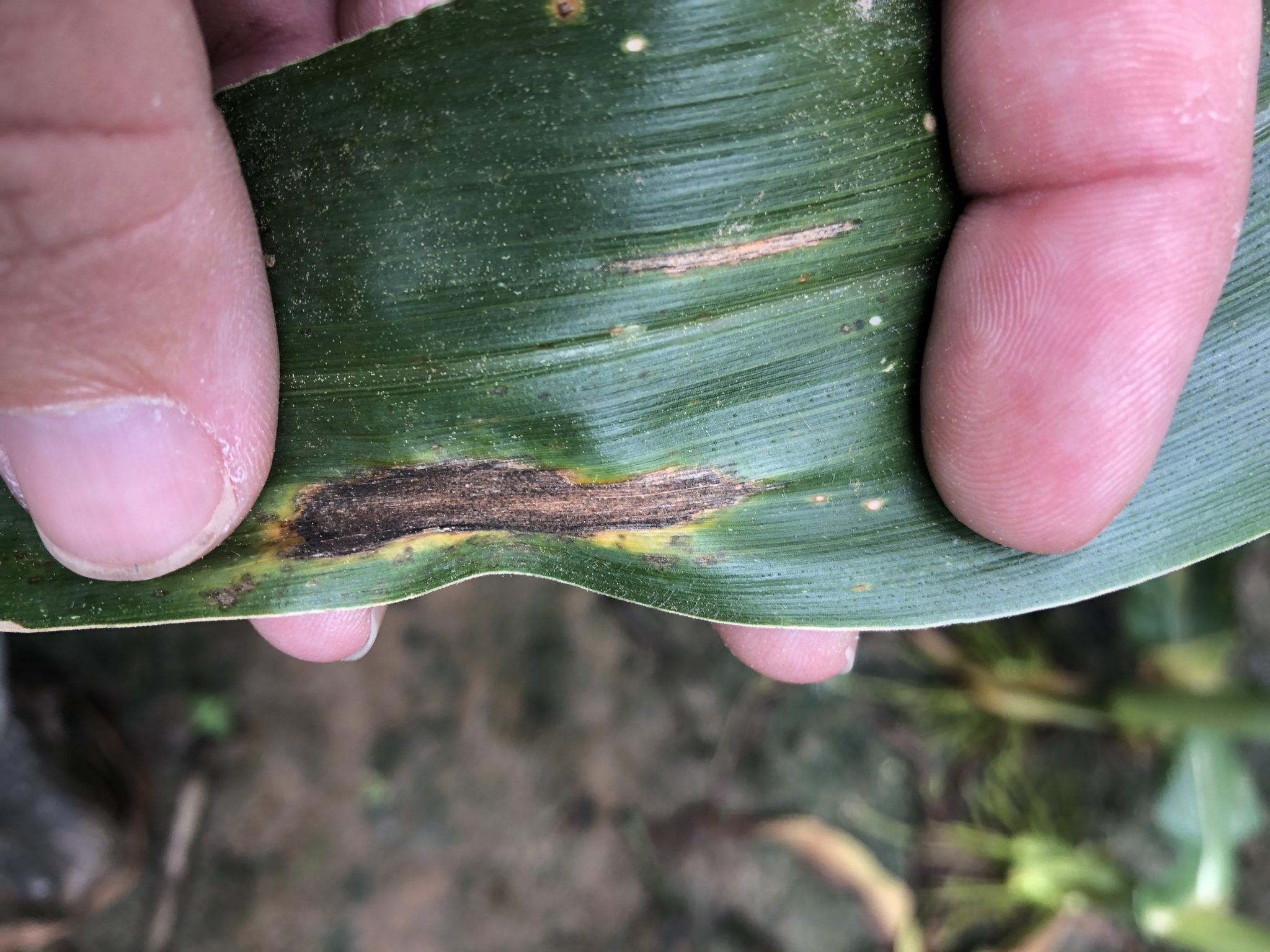 Corn Disease Update: June 14, 2019 | Mississippi Crop Situation