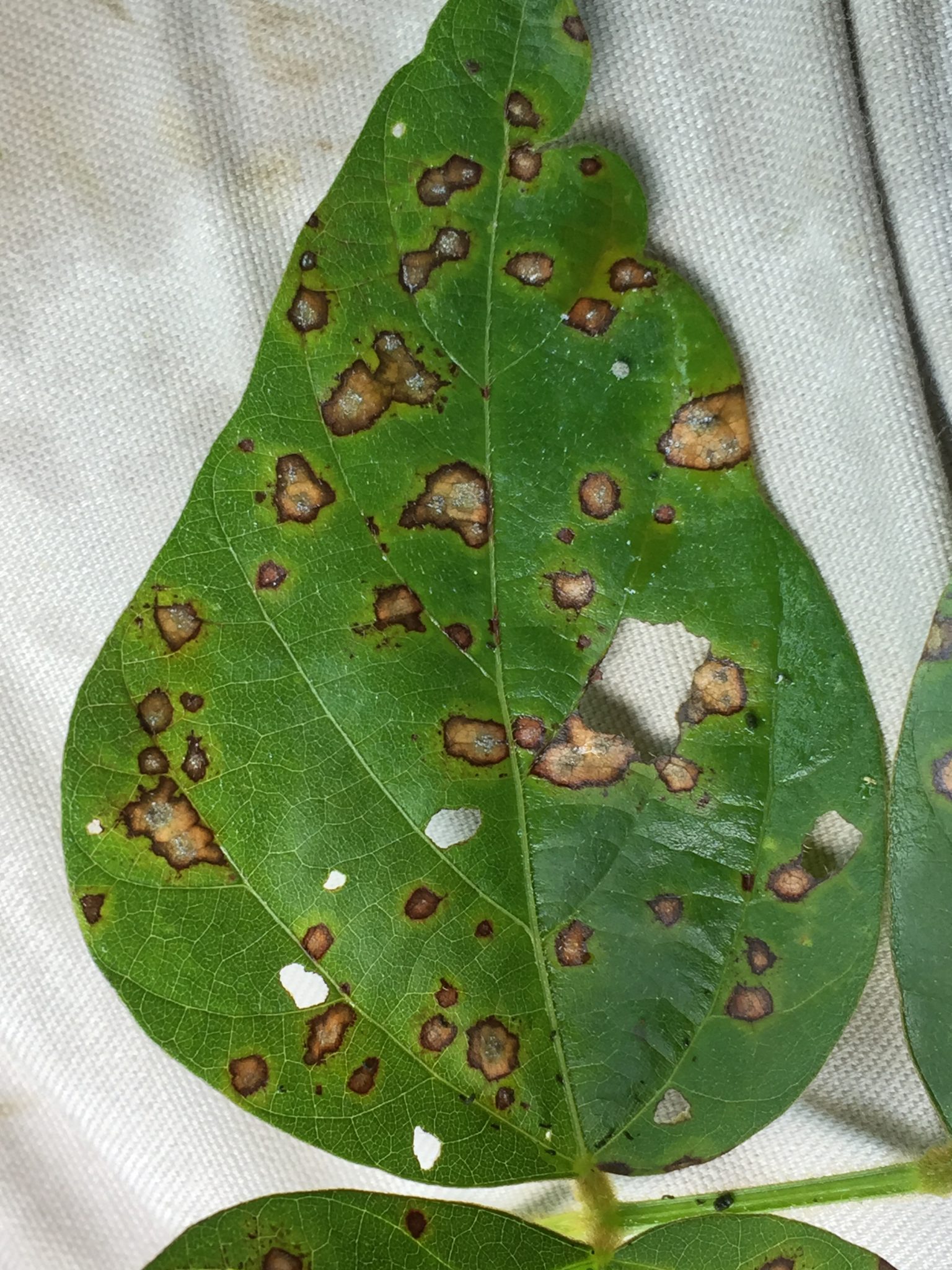 The Principles Of Plant Pathology The Response Of The Host The Principles Of Plant Pathology The Response Of The Host