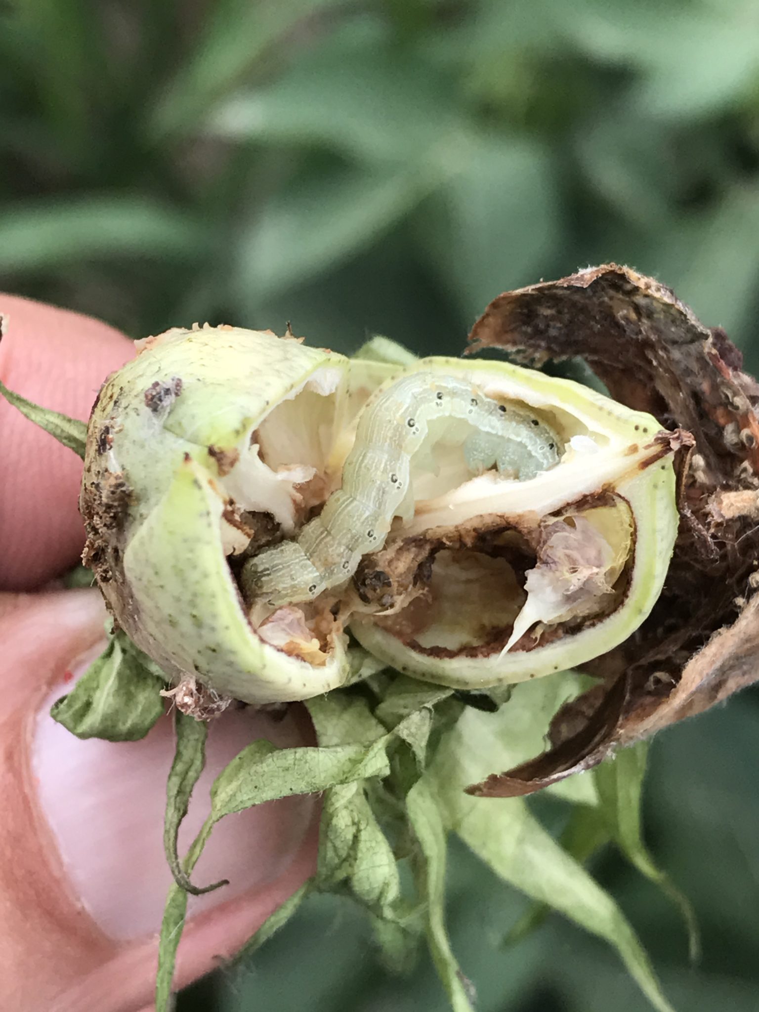 Bollworm Management in Cotton: 2019 Guidelines | Mississippi Crop Situation