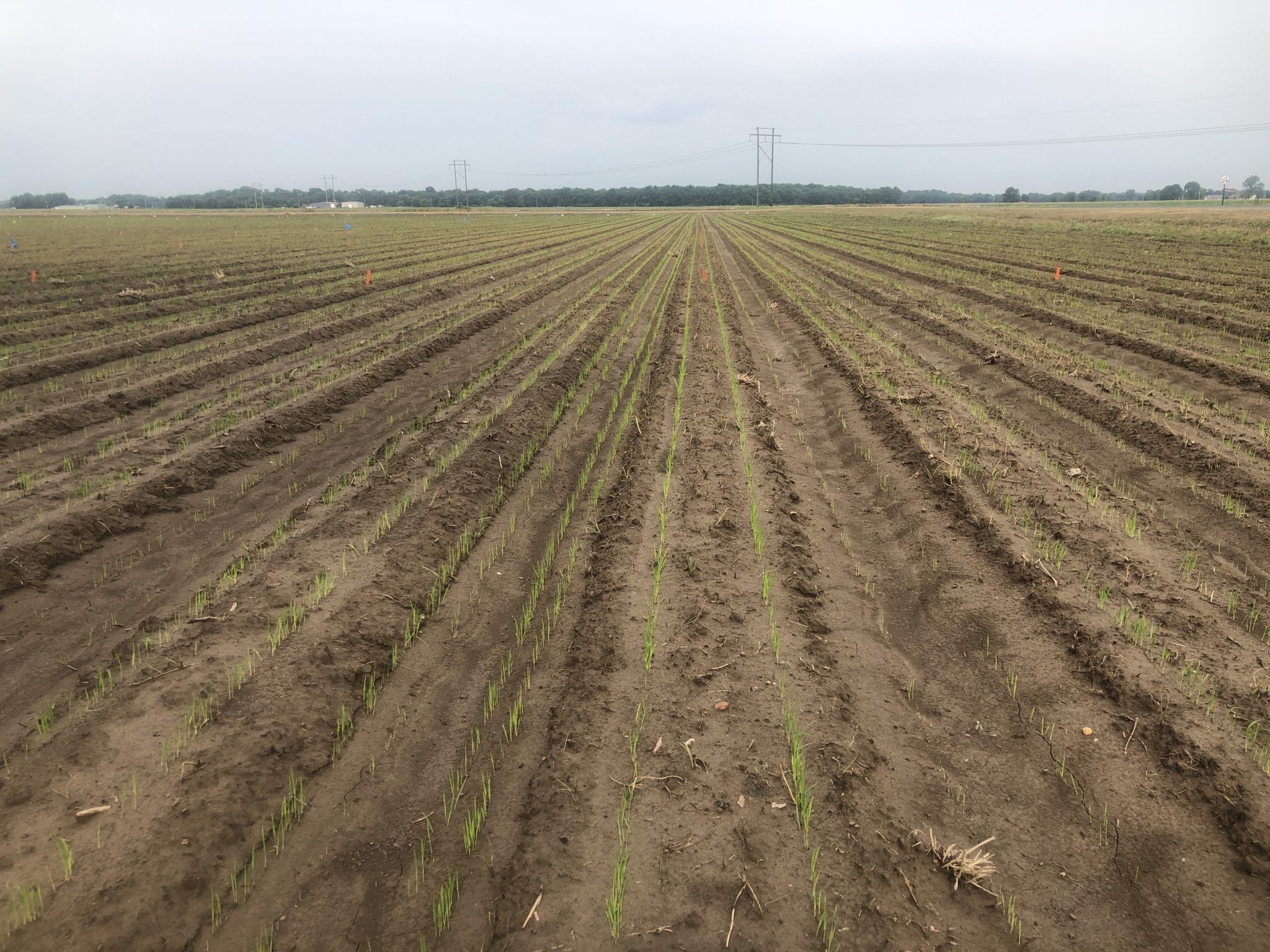 2019 Mississippi Rice Field Day – This Thursday August 8 | Mississippi ...