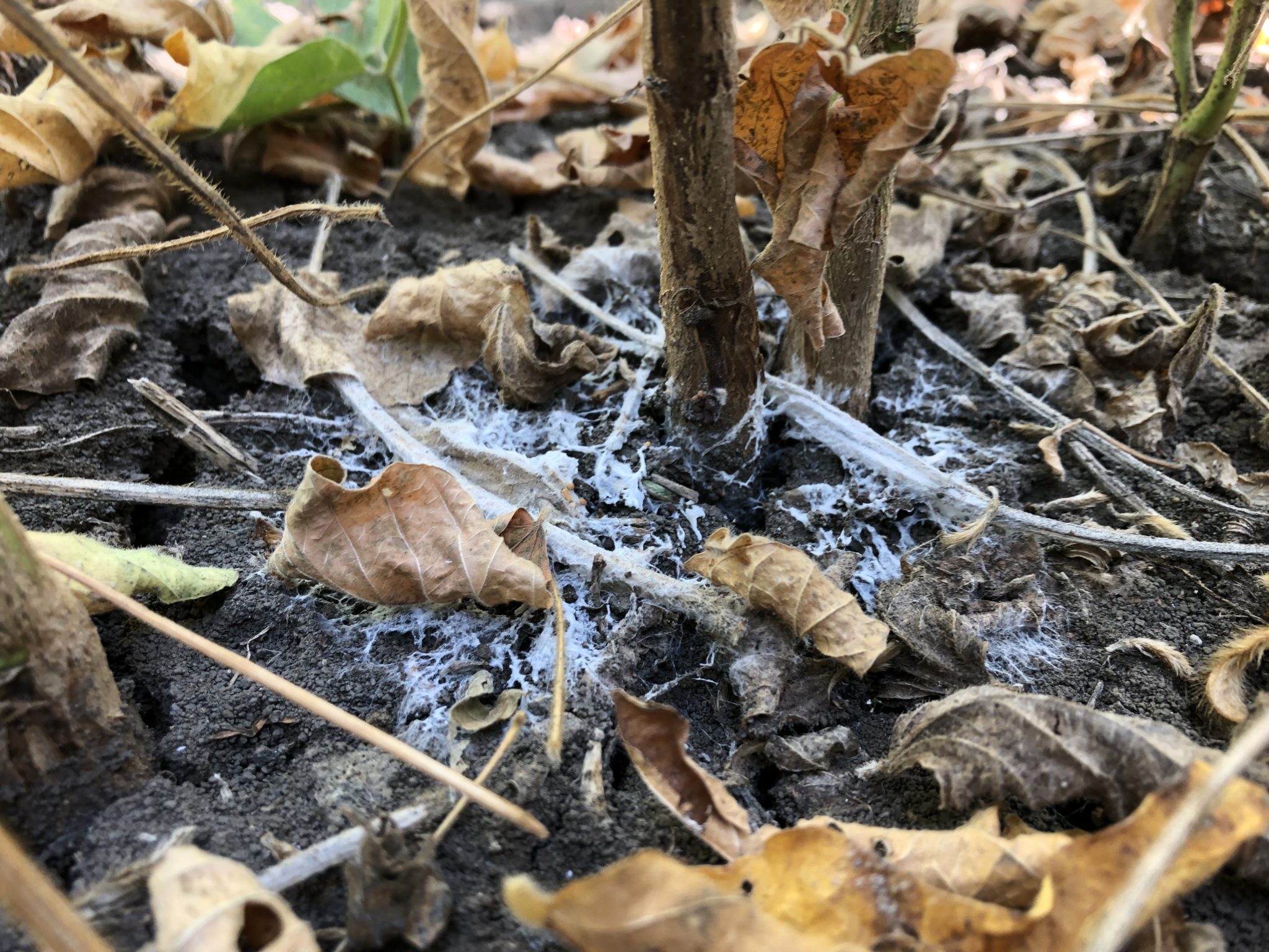 Soybean Disease Update: September 7, 2019 | Mississippi Crop Situation