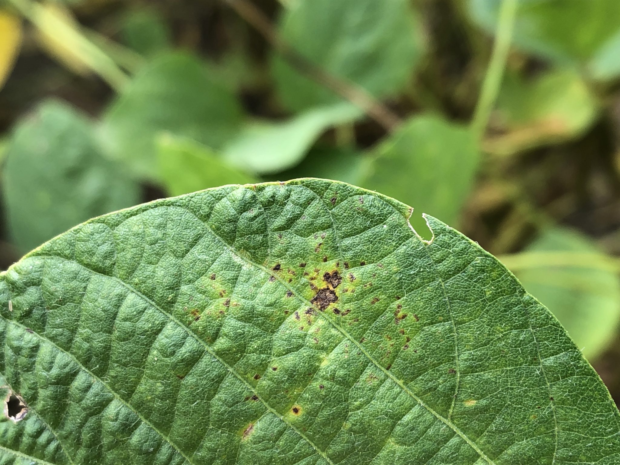 Soybean Disease Update: September 7, 2019 | Mississippi Crop Situation