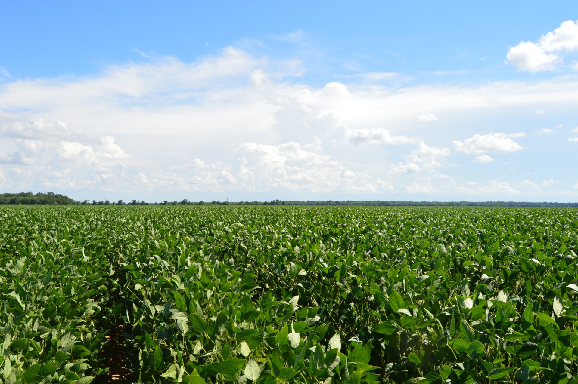 Identifying Late Season Soybean Growth Stages | Mississippi Crop Situation