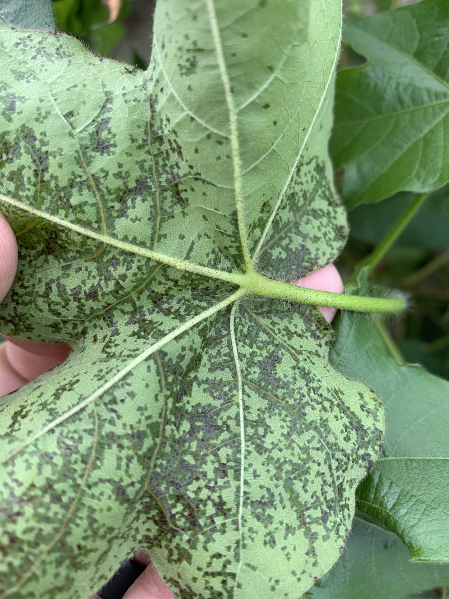 2020: Response of Cotton Varieties to Inoculation with Xanthomonas ...