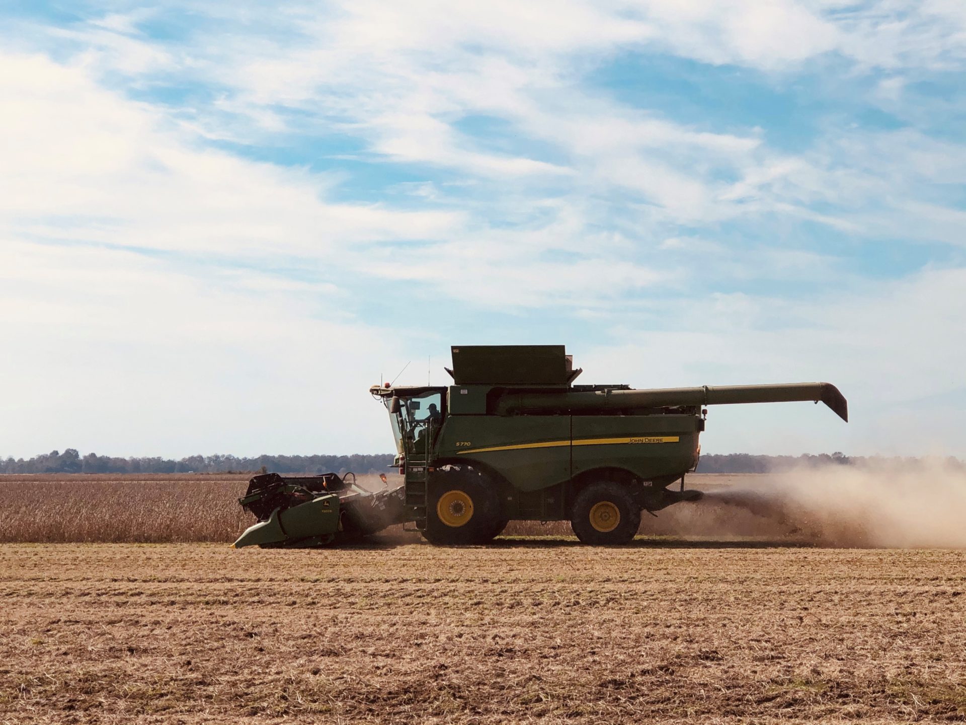 Weed of the Week: Cutleaf Evening-primrose | Mississippi Crop Situation