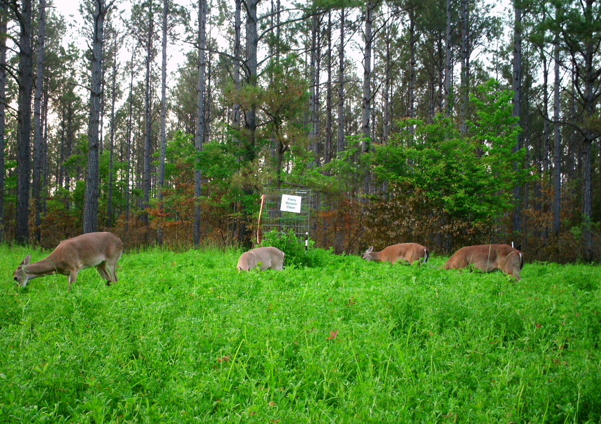 Deer Enjoying Limed Food Plot | Mississippi Crop Situation