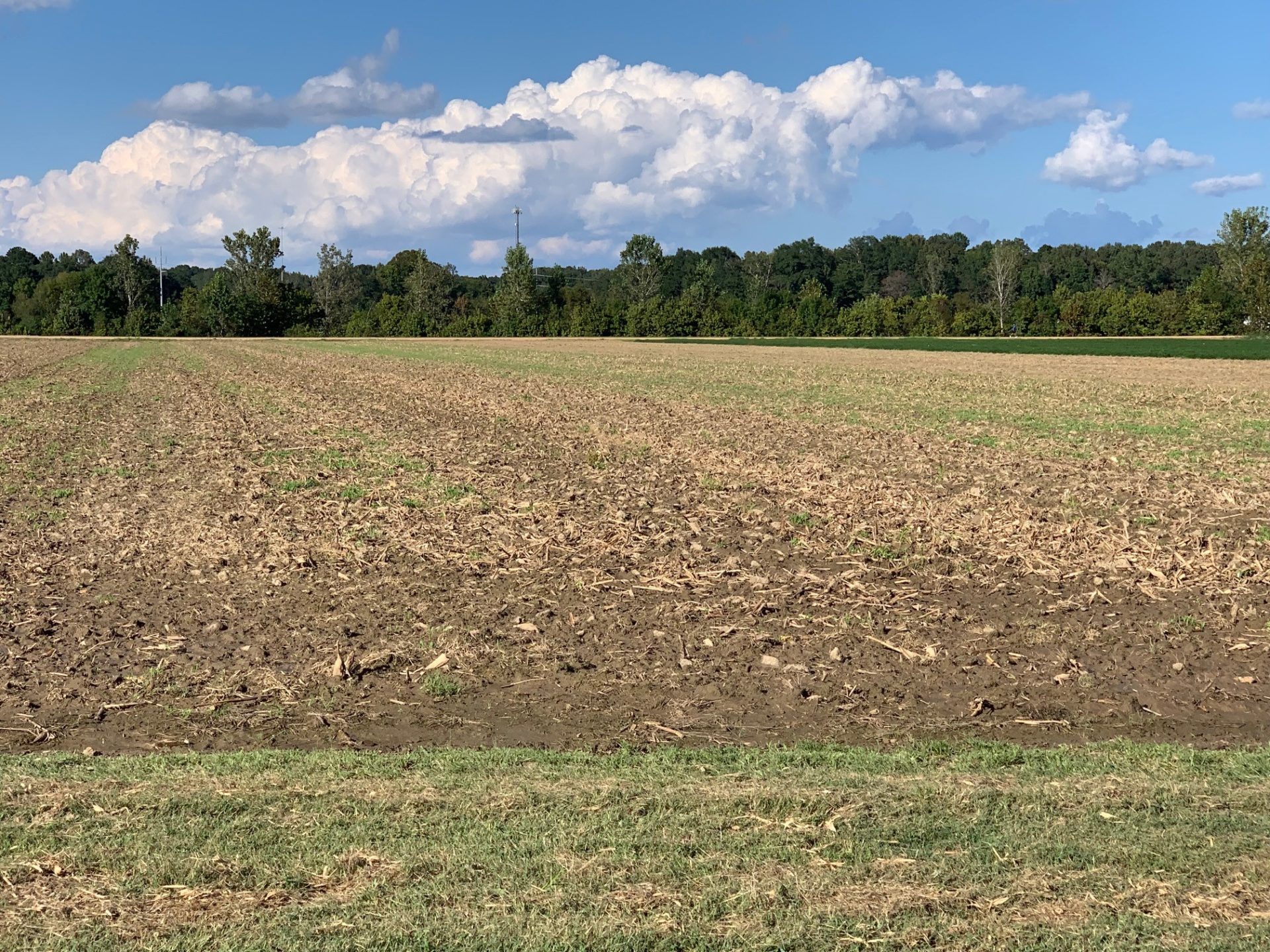 On-Farm Cotton Variety Trial Data – Guedon Farms – Natchez, MS ...