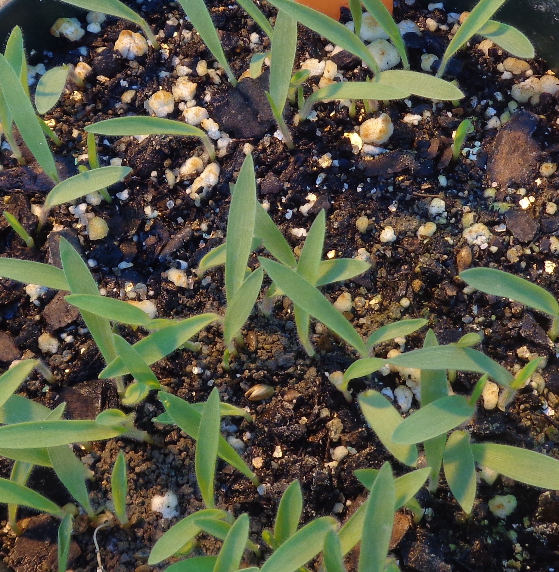 Broadleaf signalgrass | Mississippi Crop Situation