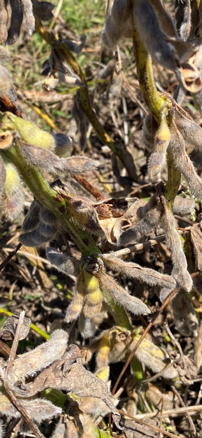 Soybean Harvest Aid Considerations | Mississippi Crop Situation