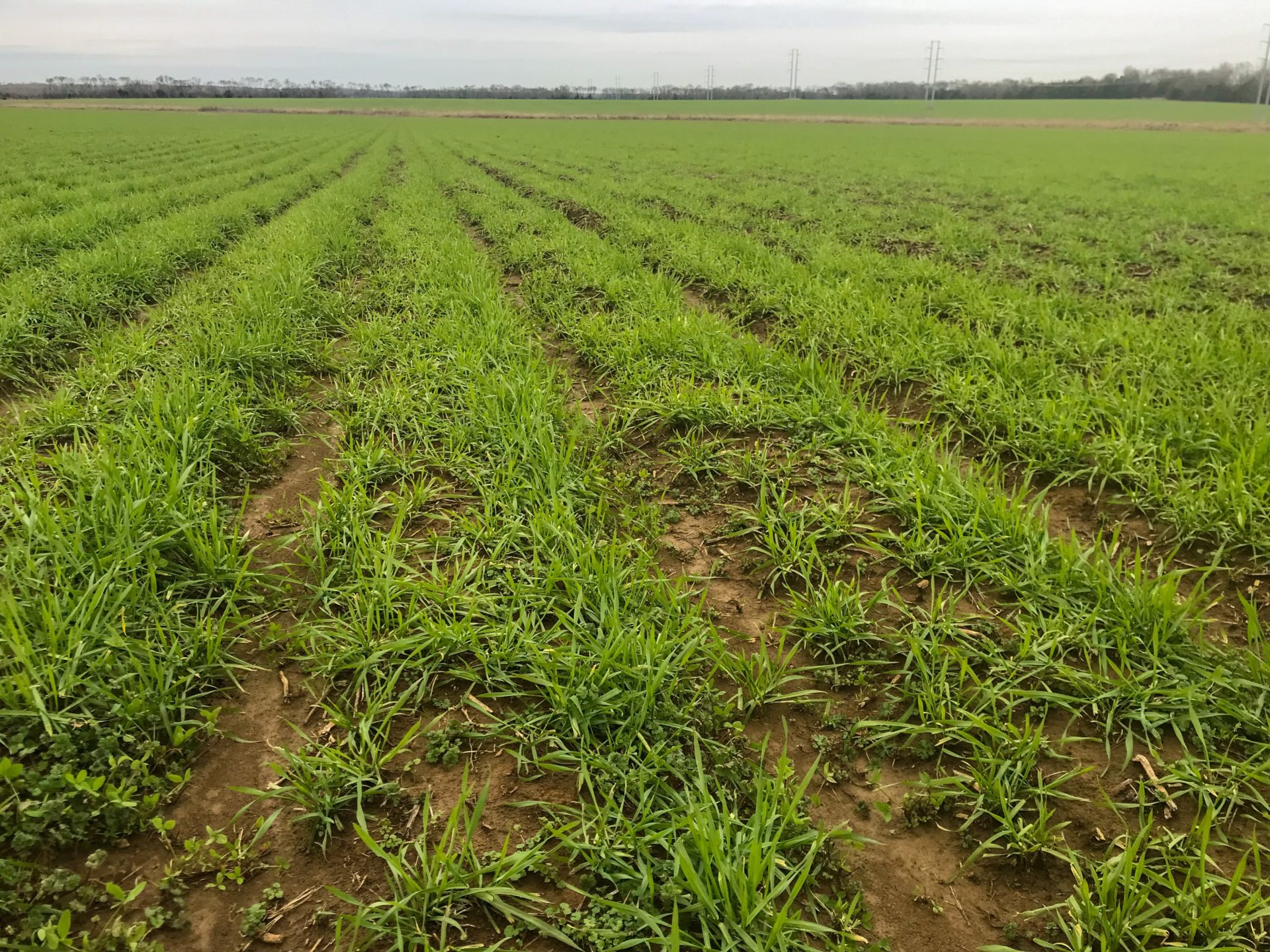 Weed of the Week: Cutleaf Evening-primrose | Mississippi Crop Situation